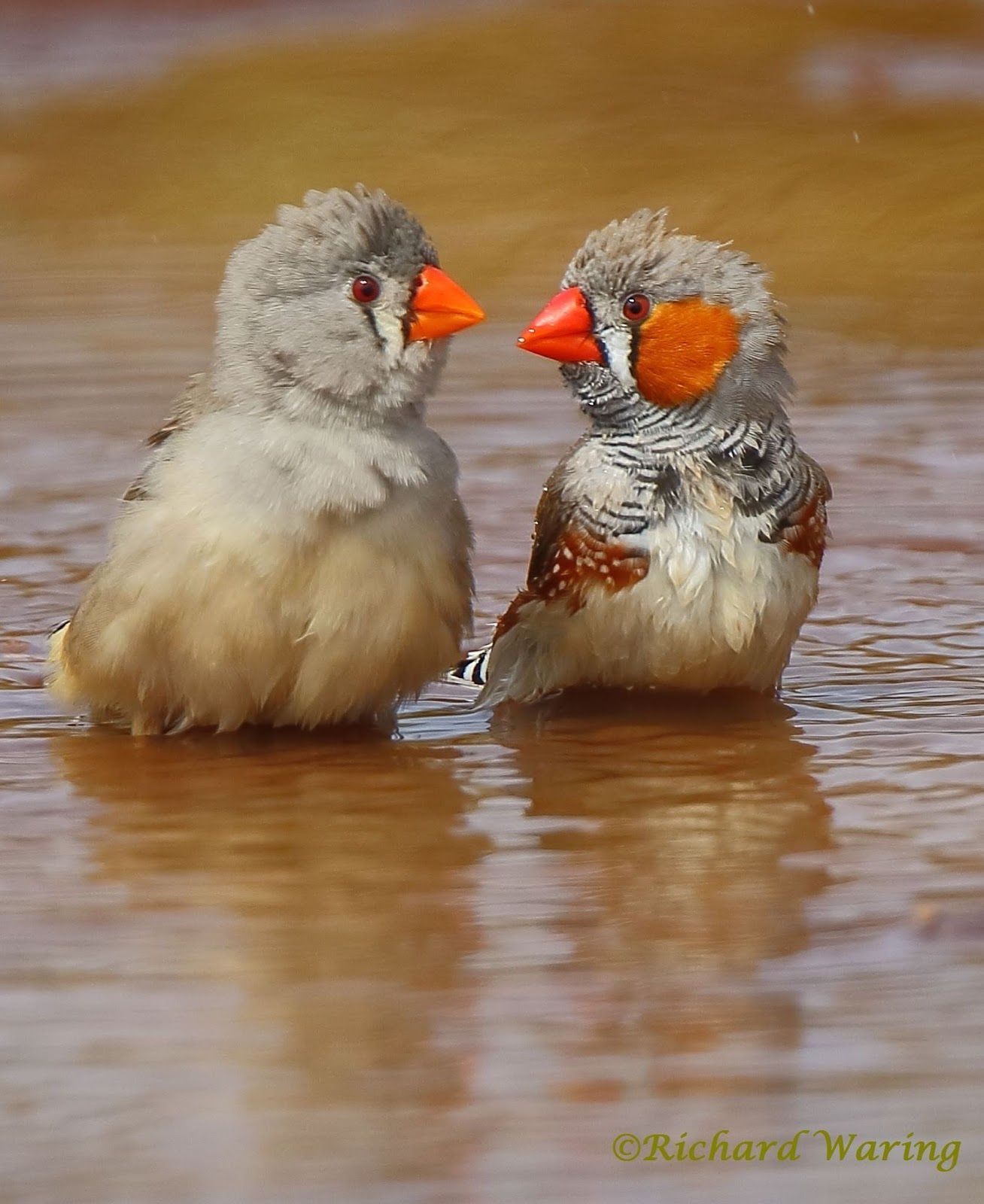 Zebra Finch Wallpapers - Wallpaper Cave