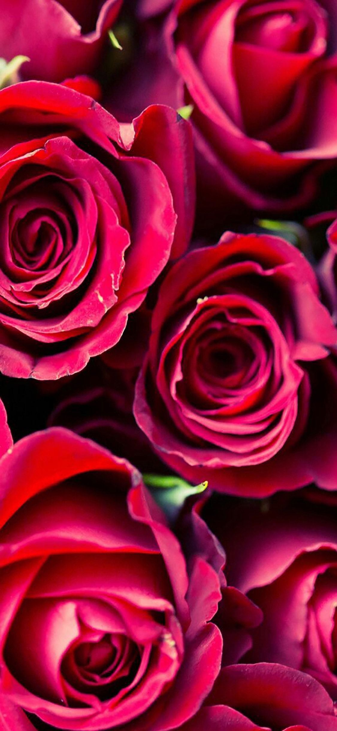 Valentines Red Roses Wallpapers - Wallpaper Cave
