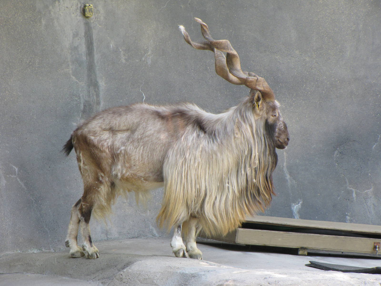 Markhor Wallpapers - Wallpaper Cave