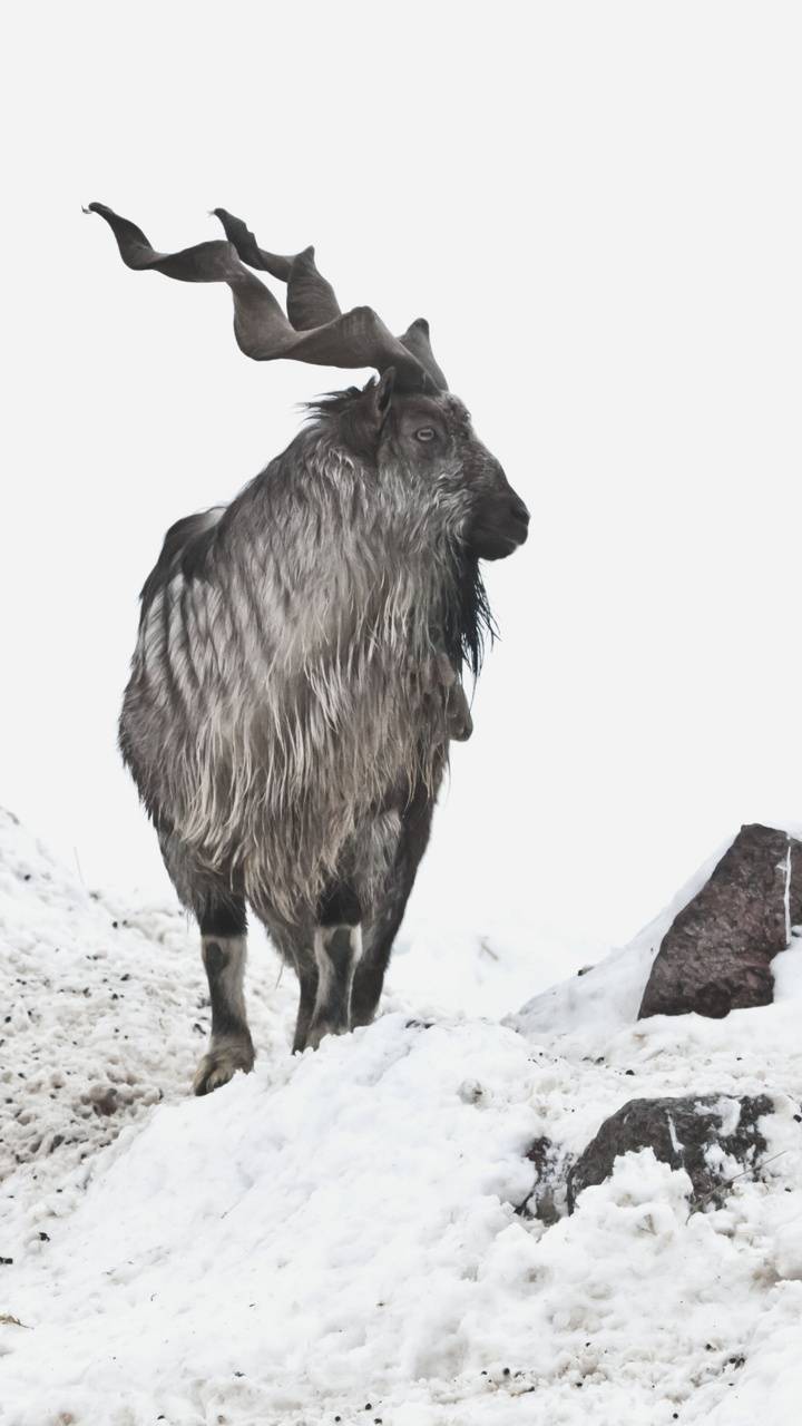 Markhor Wallpapers - Wallpaper Cave