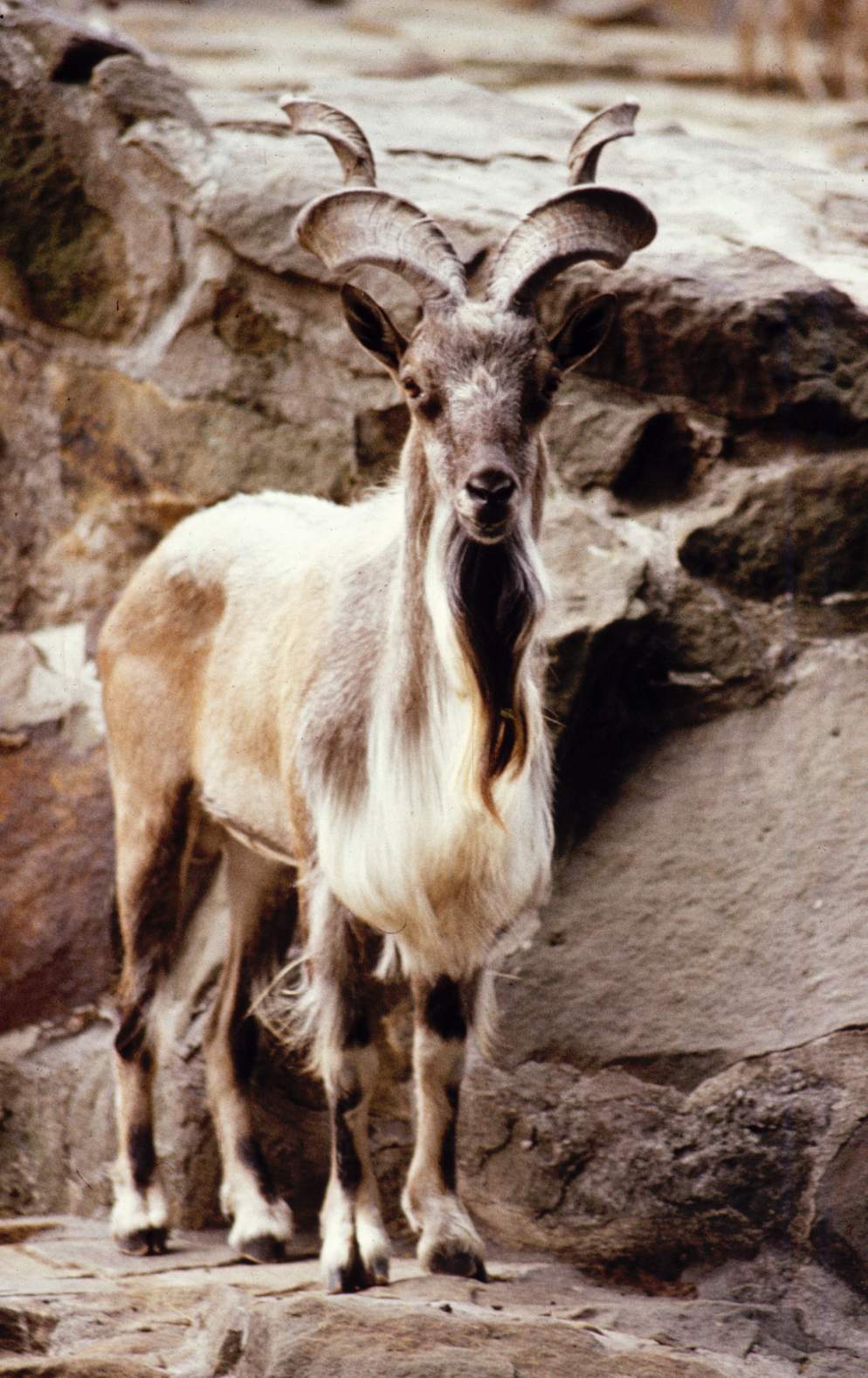 Markhor Wallpapers - Wallpaper Cave