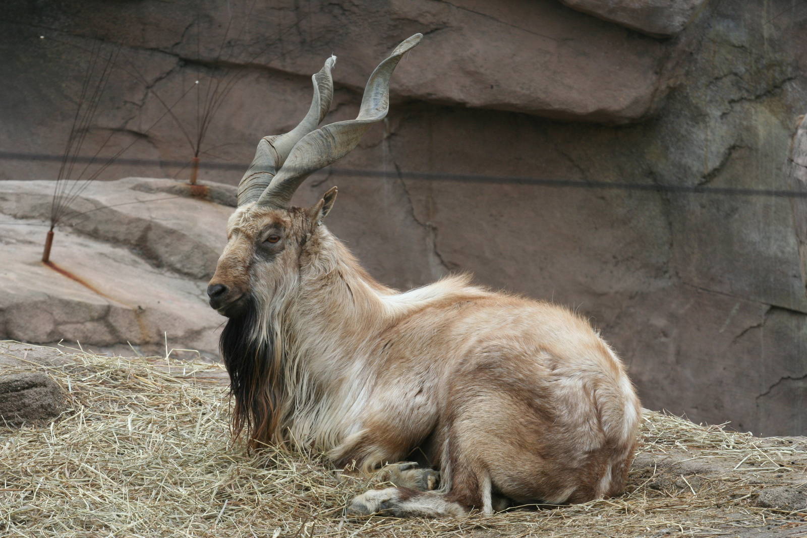 Markhor Wallpapers - Wallpaper Cave