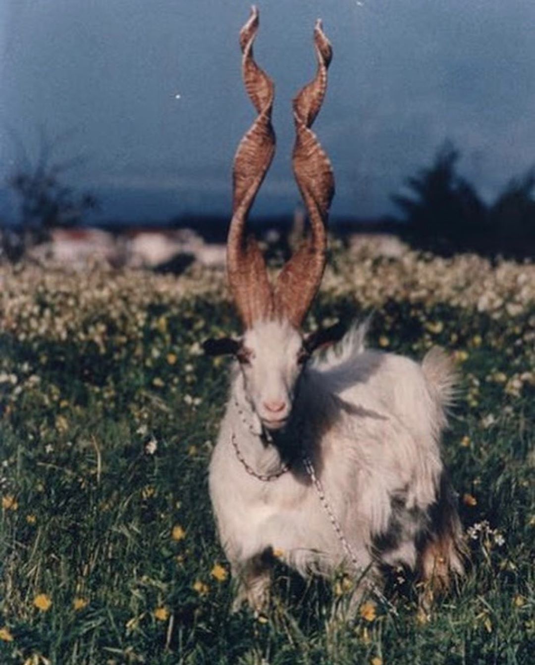 Markhor Wallpapers - Wallpaper Cave