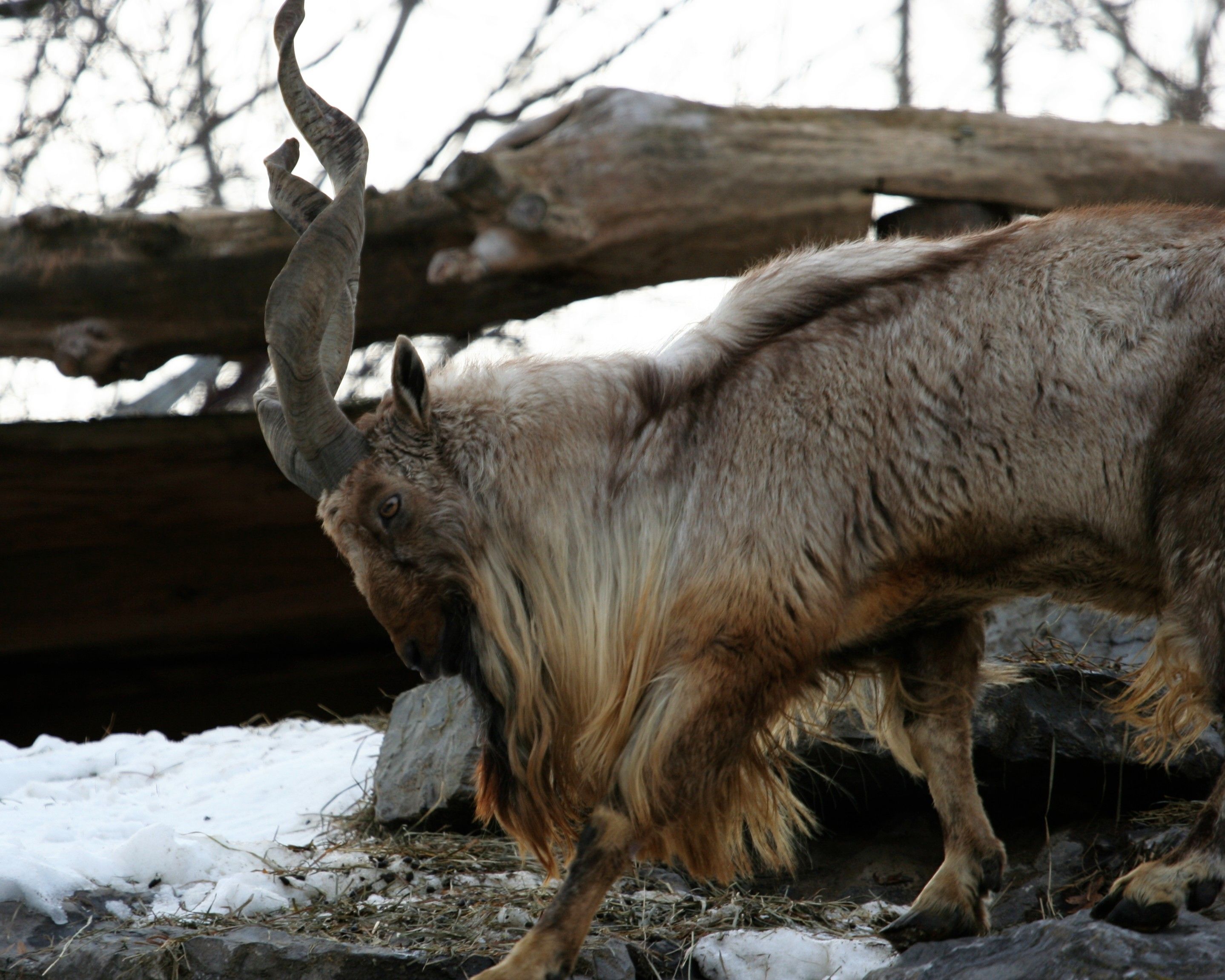 Markhor Wallpapers - Wallpaper Cave