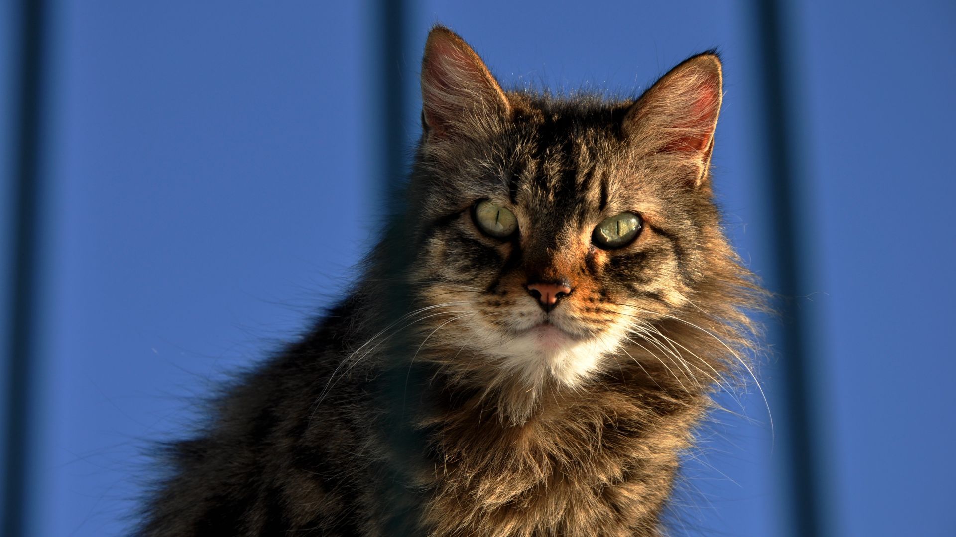 Curious Kittens Wallpapers - Wallpaper Cave
