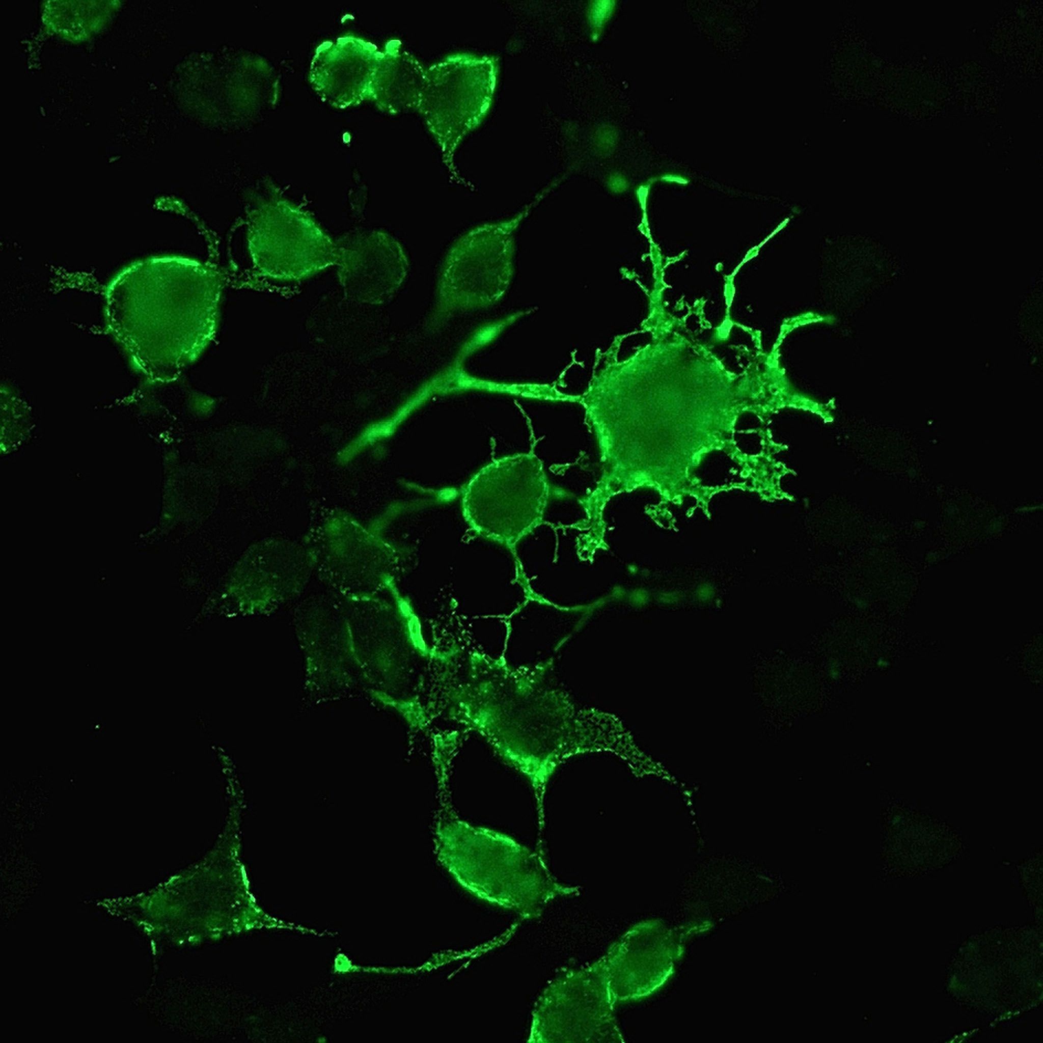 Pathology Wallpapers - Wallpaper Cave