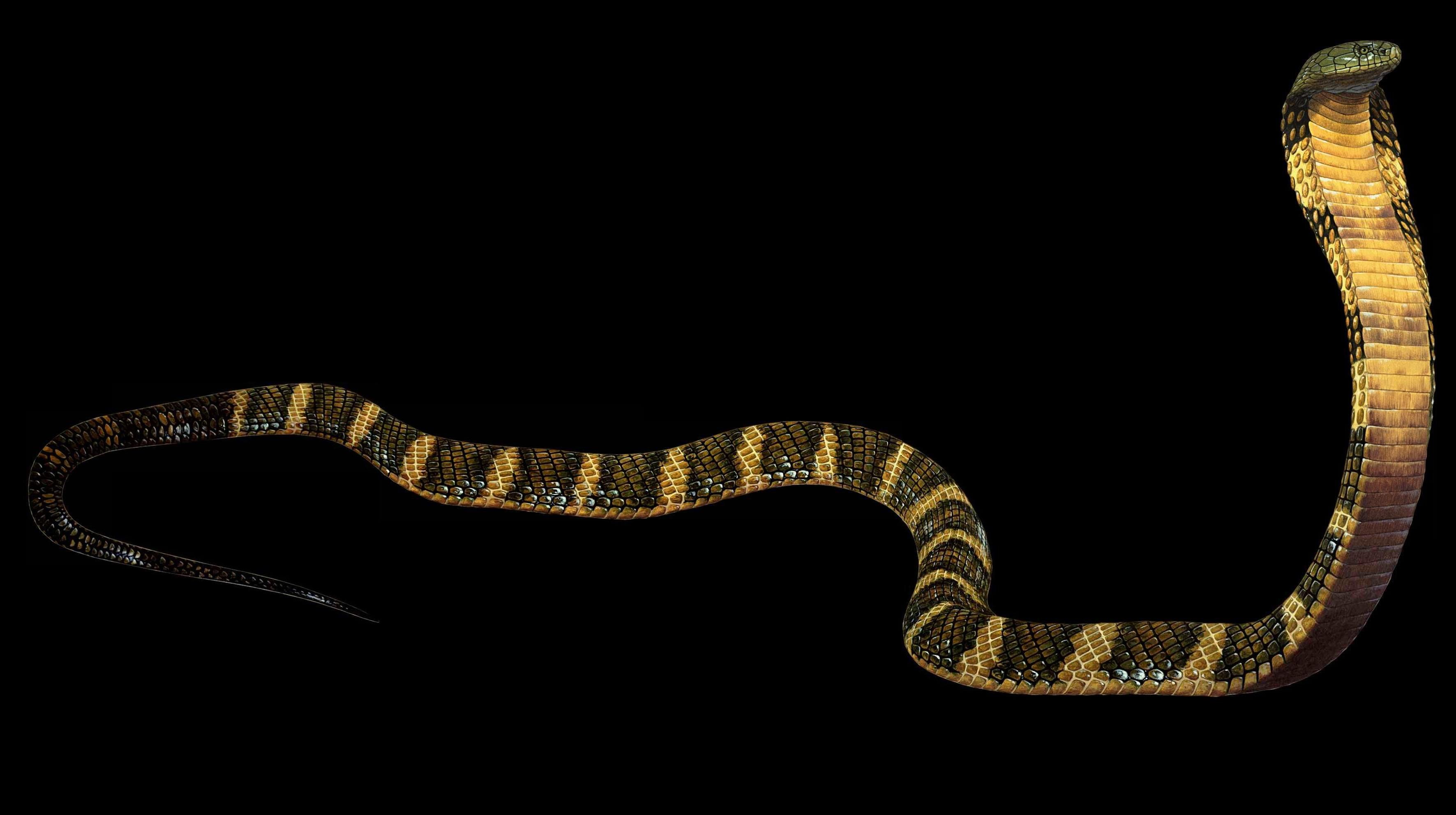 Gold Snakes Wallpapers - Wallpaper Cave