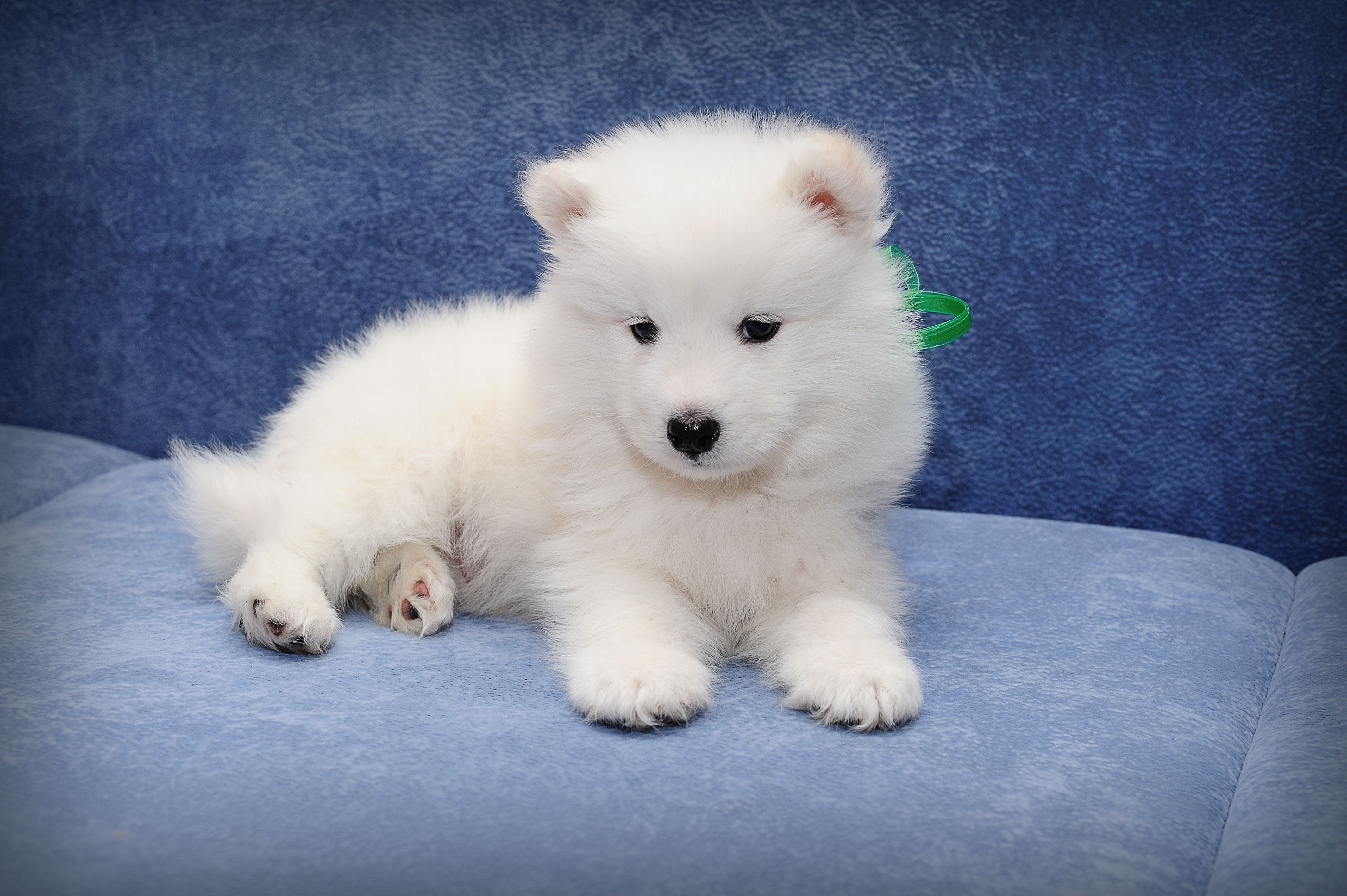 Samoyed Dog Wallpapers - Wallpaper Cave