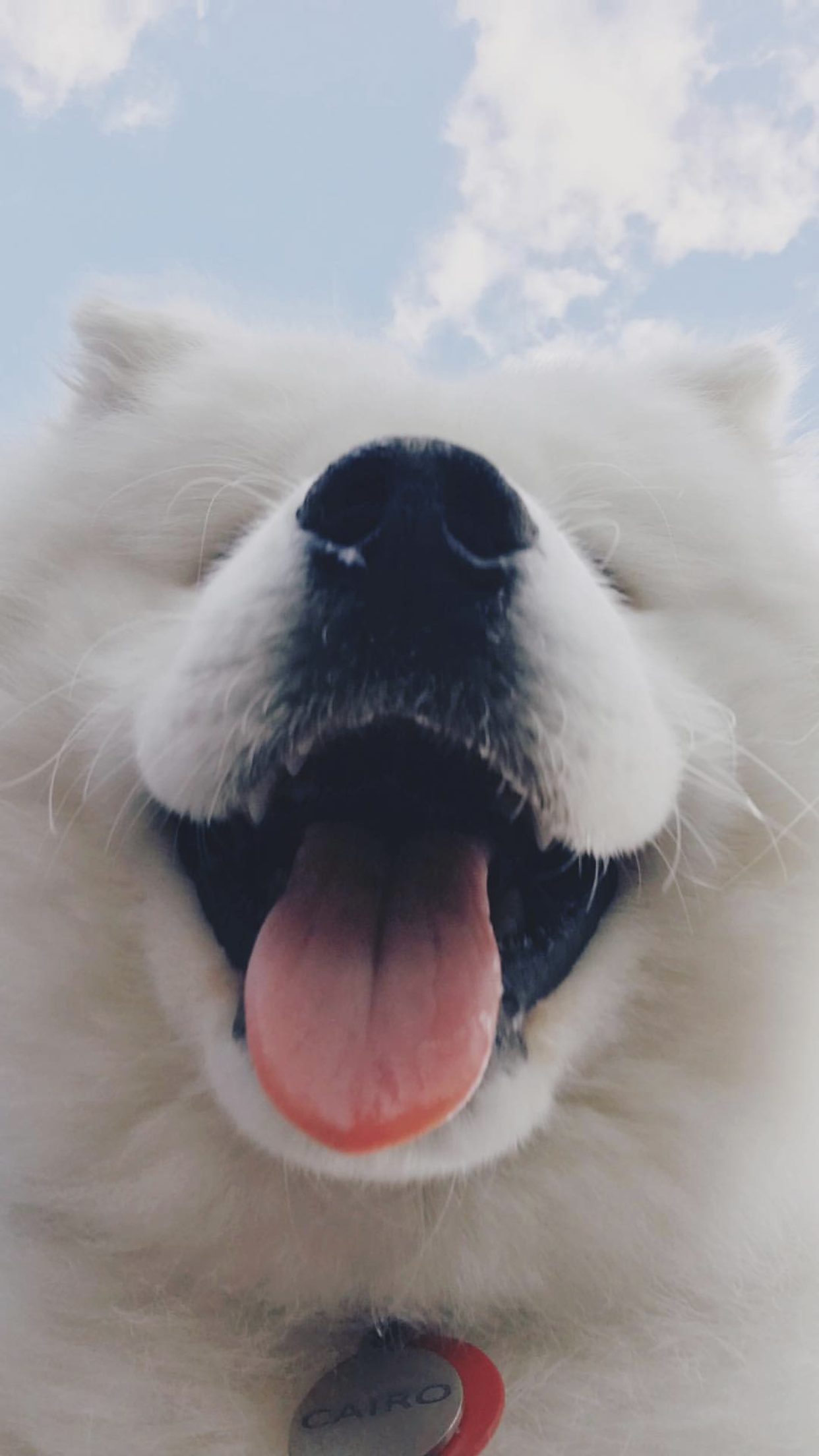 Samoyed Dog Wallpapers - Wallpaper Cave