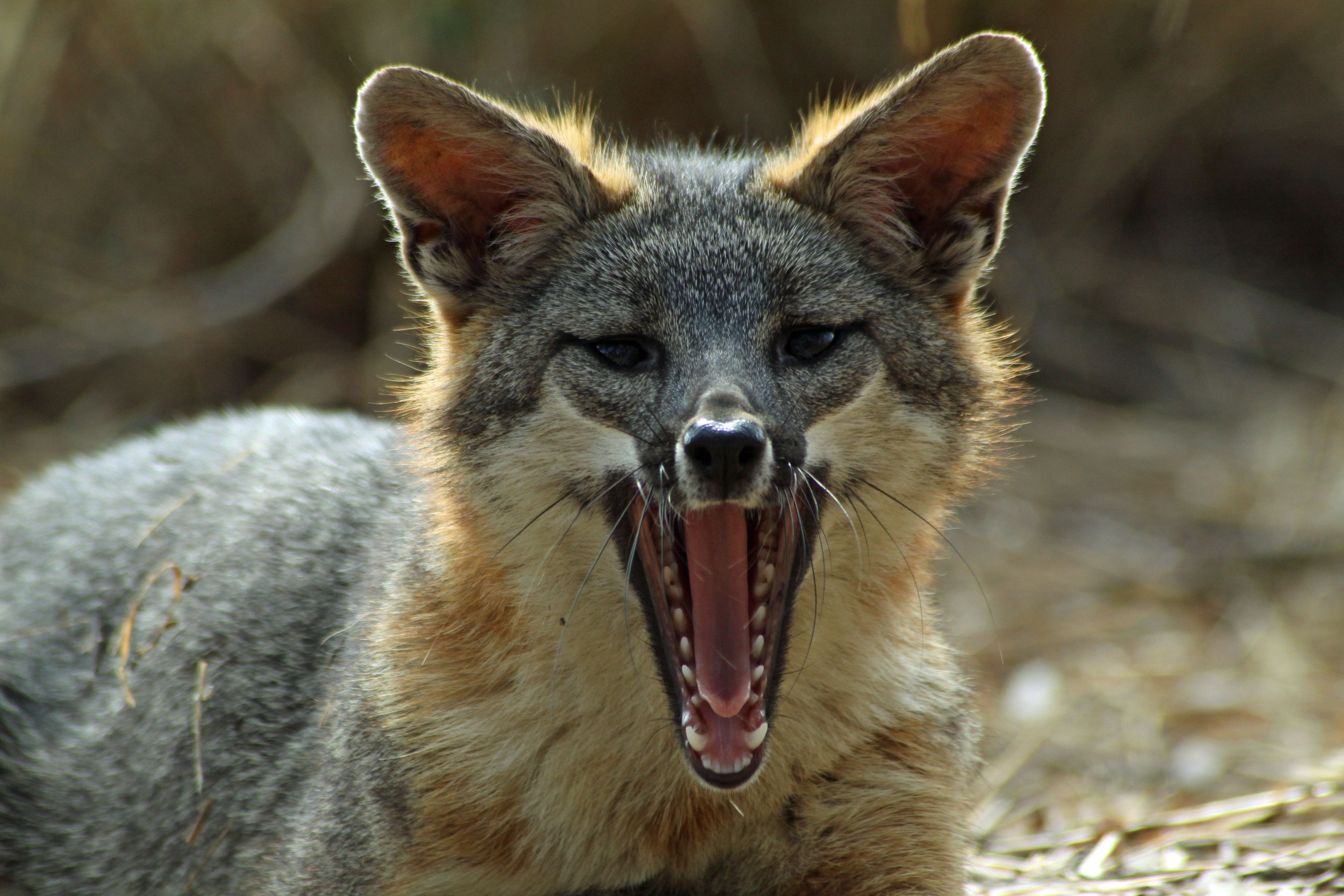 Fox Grey Wallpapers - Wallpaper Cave