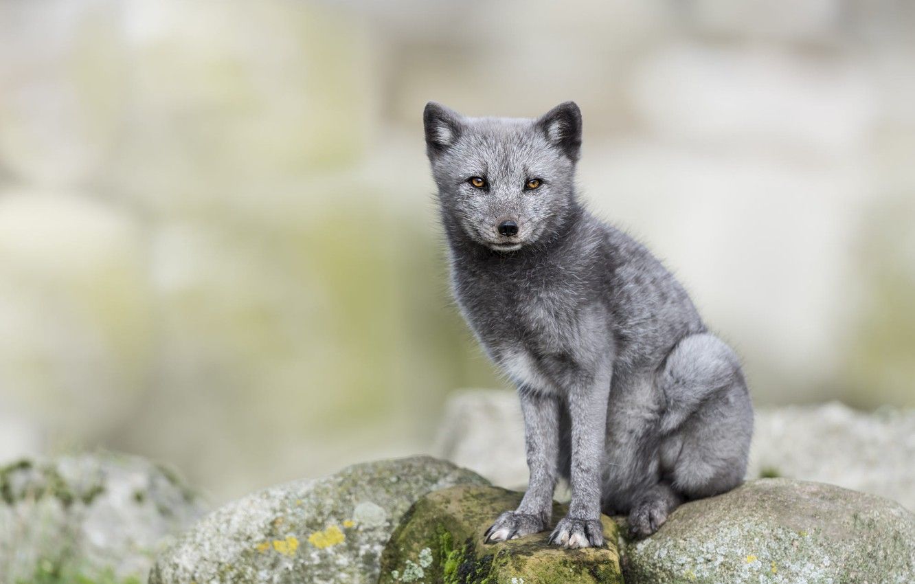 Fox Grey Wallpapers - Wallpaper Cave