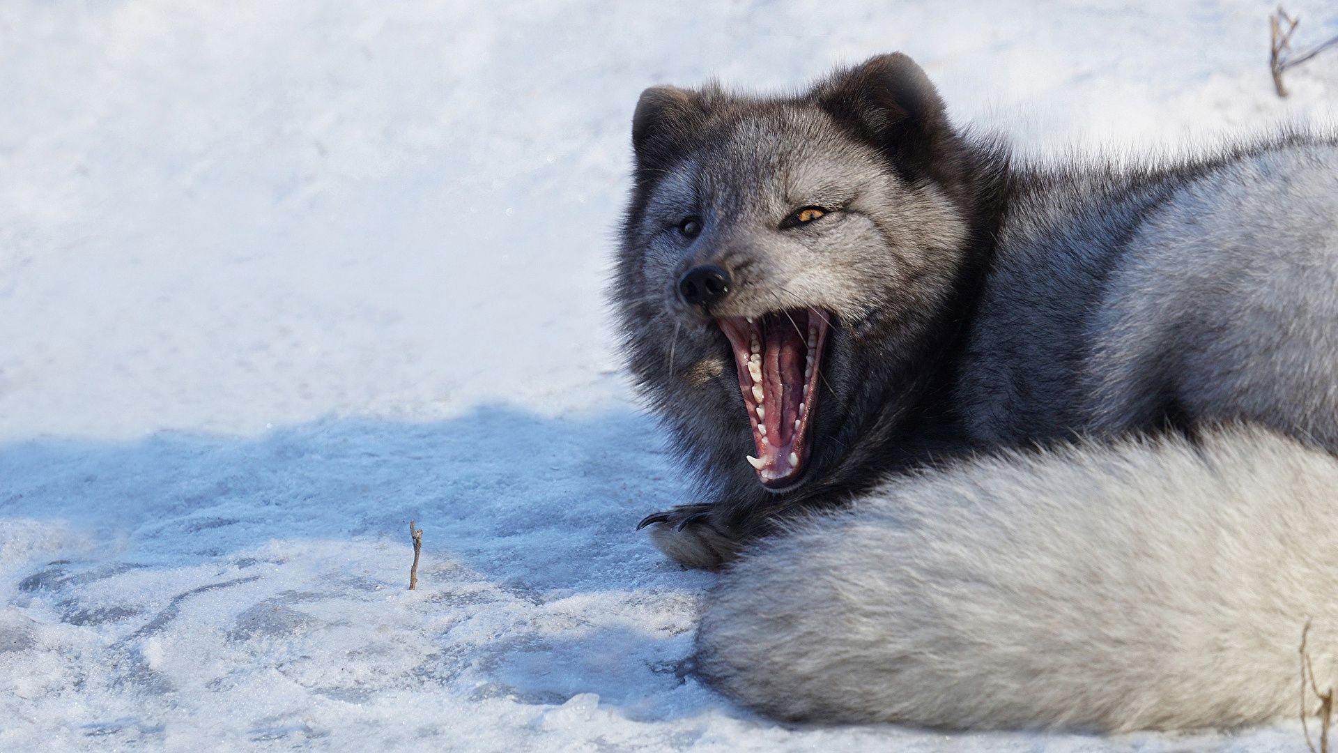 Fox Grey Wallpapers - Wallpaper Cave