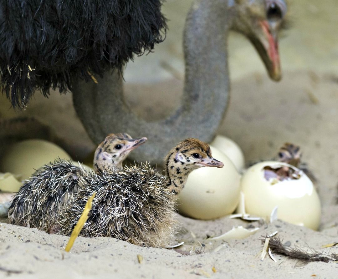Baby Ostrich Wallpapers - Wallpaper Cave