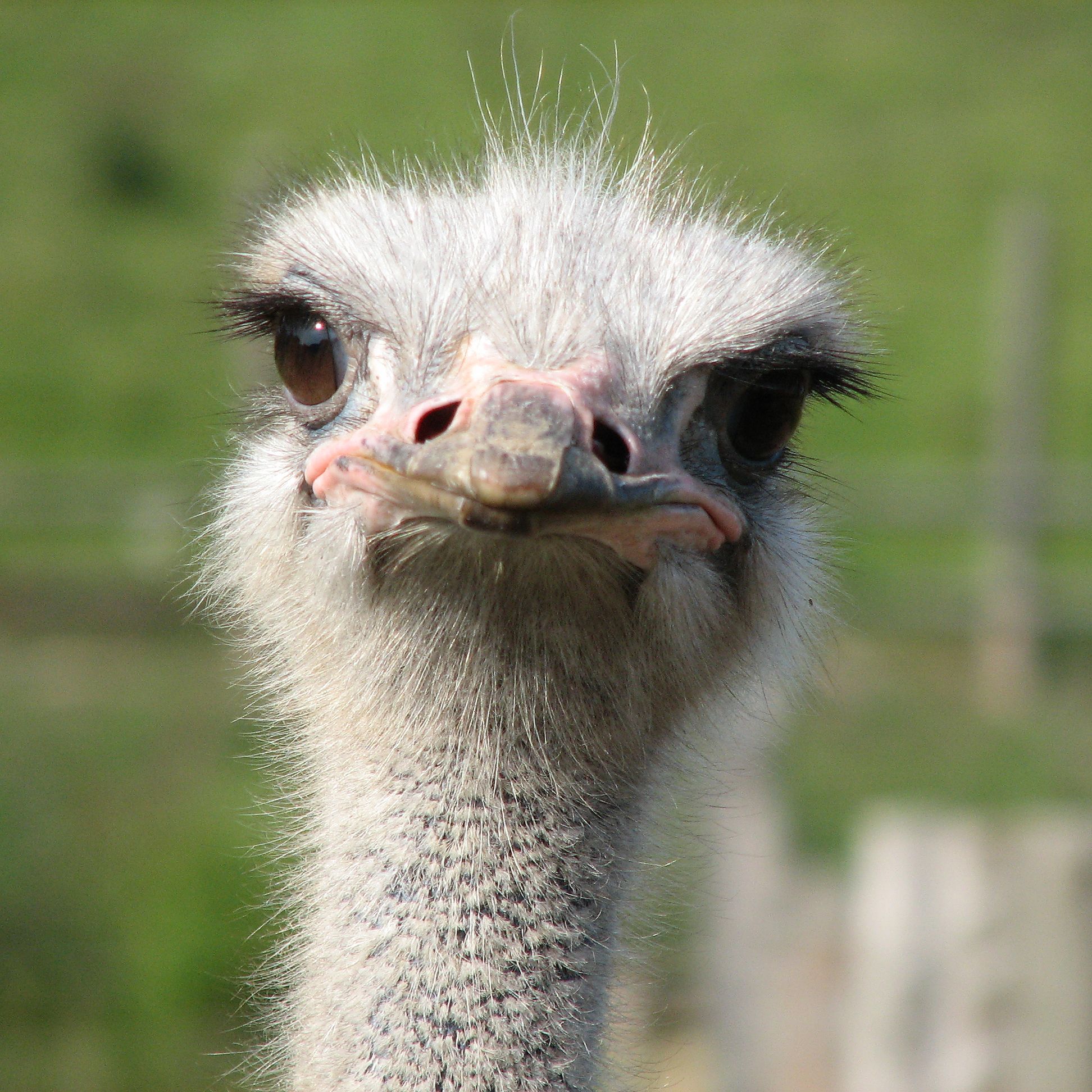 Baby Ostrich Wallpapers - Wallpaper Cave