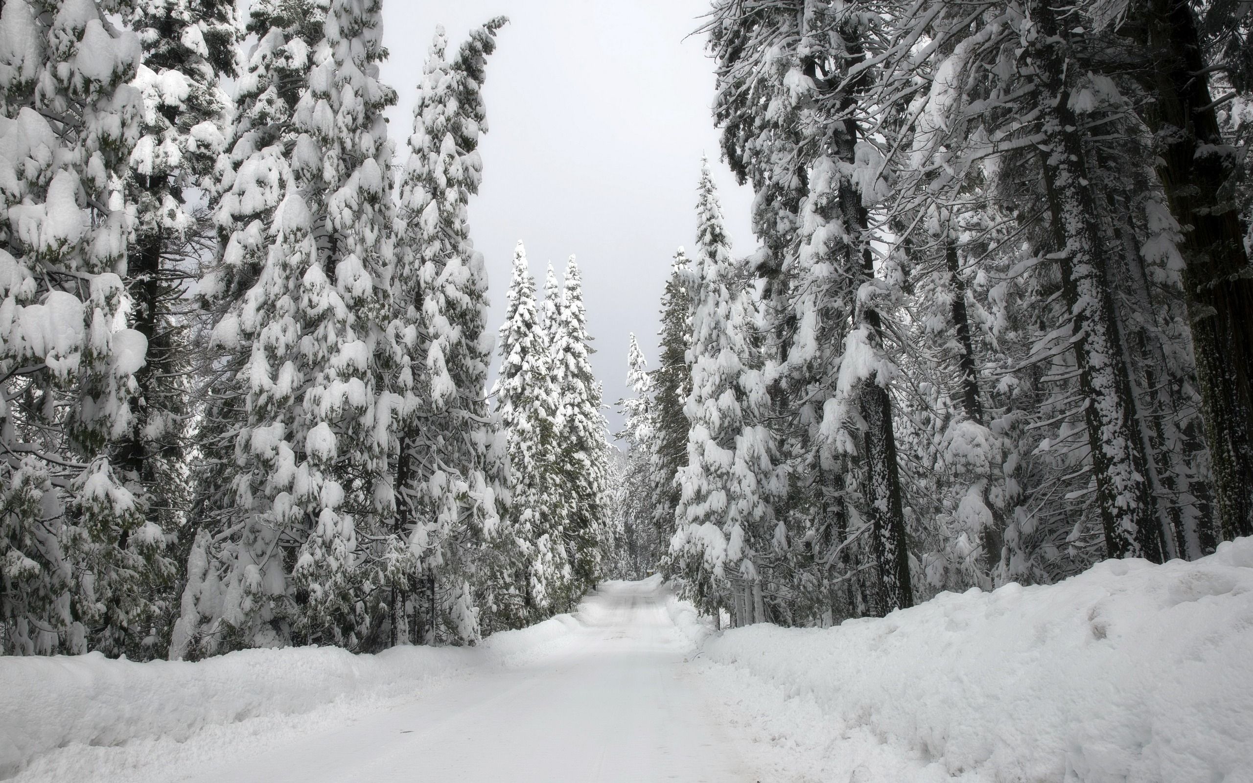 Snow Covered Forest Road Wallpapers - Wallpaper Cave