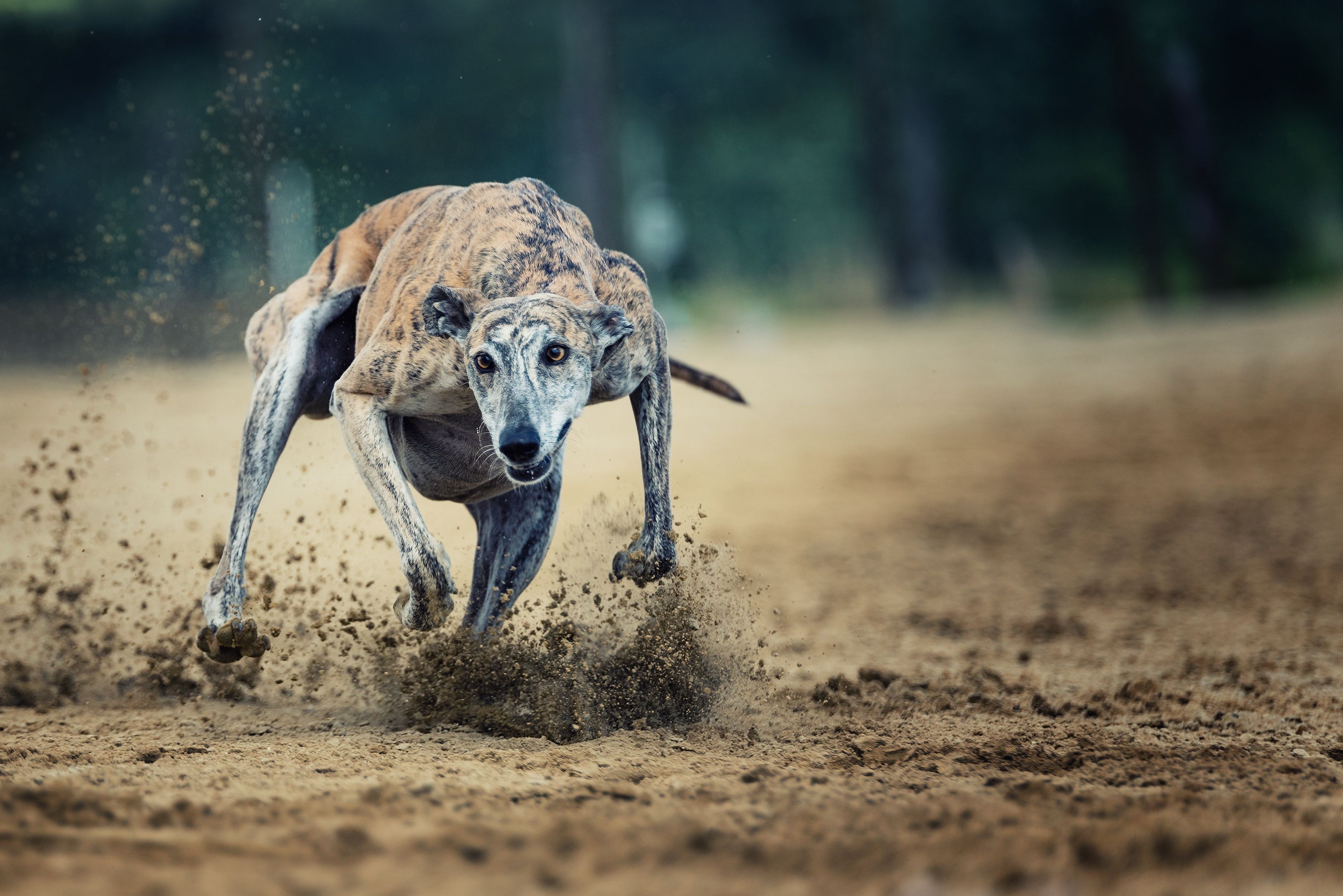 Greyhounds Wallpapers - Wallpaper Cave