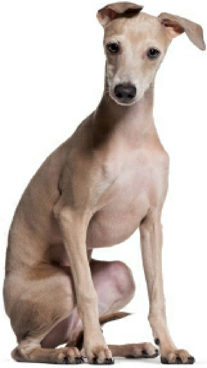 Greyhounds Wallpapers - Wallpaper Cave