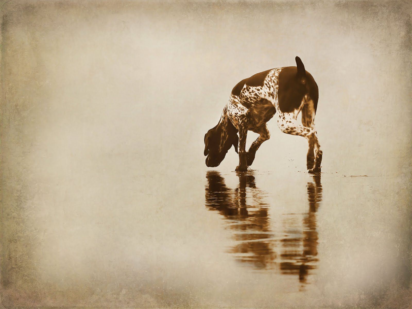 Pointer Wallpapers - Wallpaper Cave