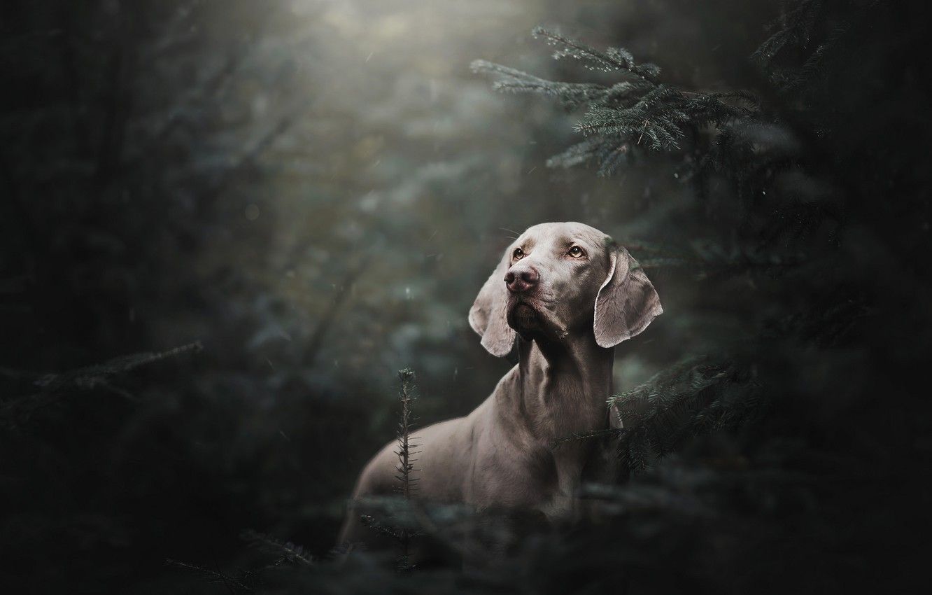 Pointer Wallpapers - Wallpaper Cave