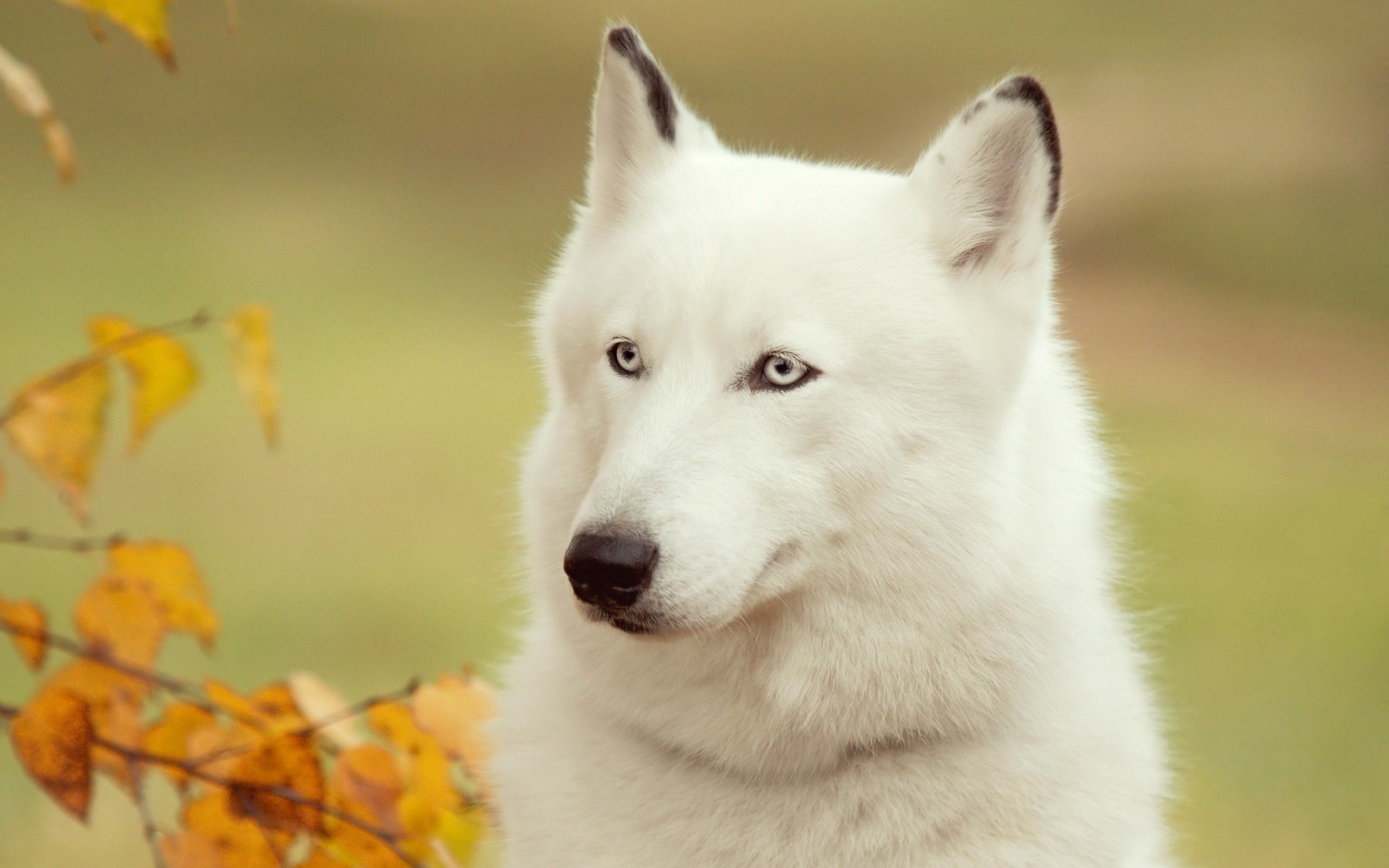 White Husky Wallpapers - Wallpaper Cave