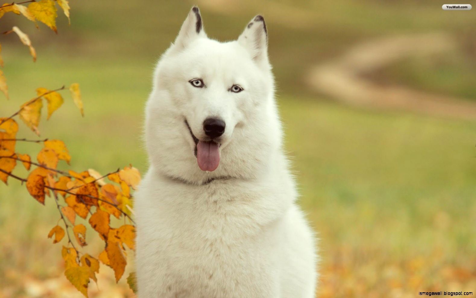 White Husky Wallpapers - Wallpaper Cave