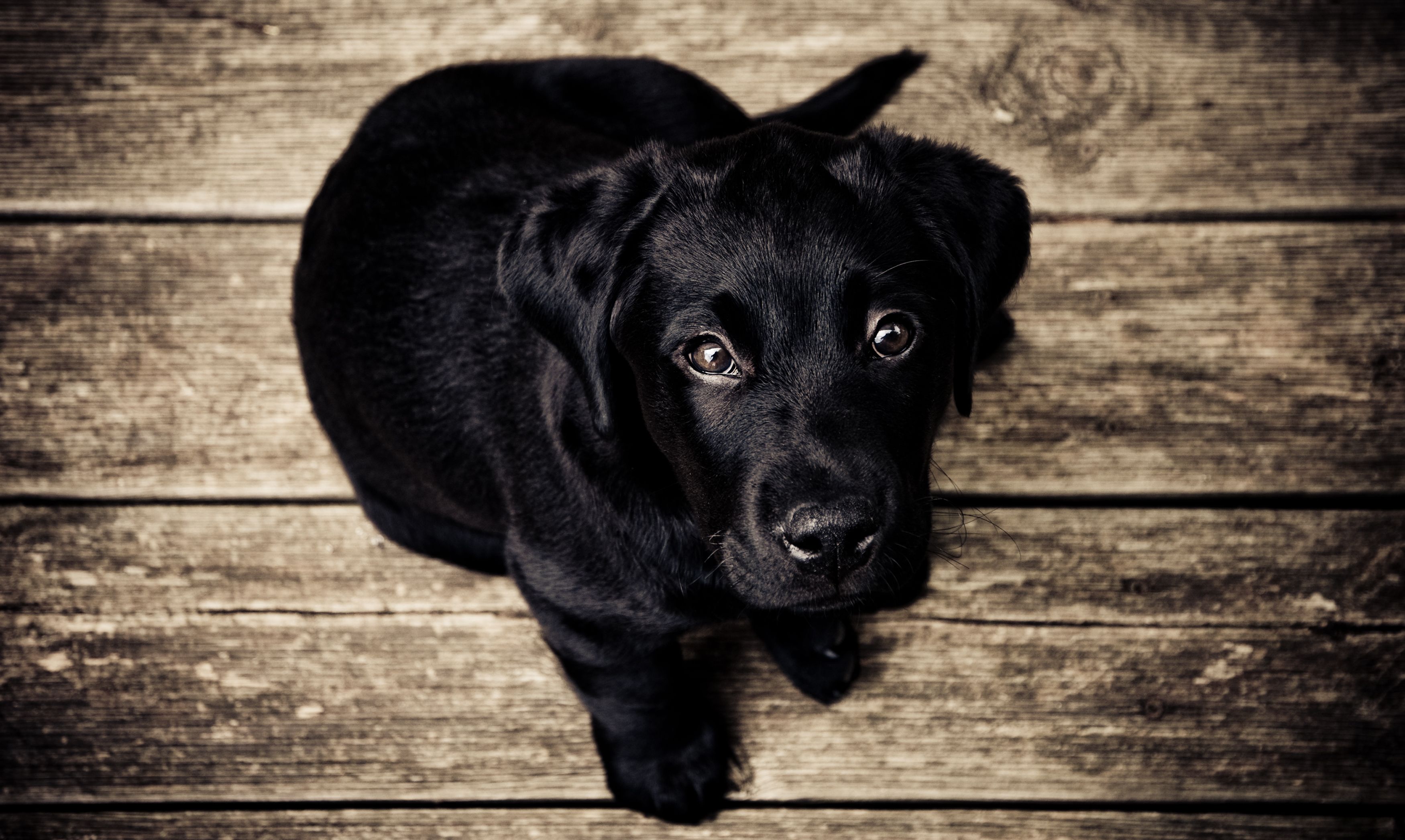 Black Puppies Wallpapers - Wallpaper Cave