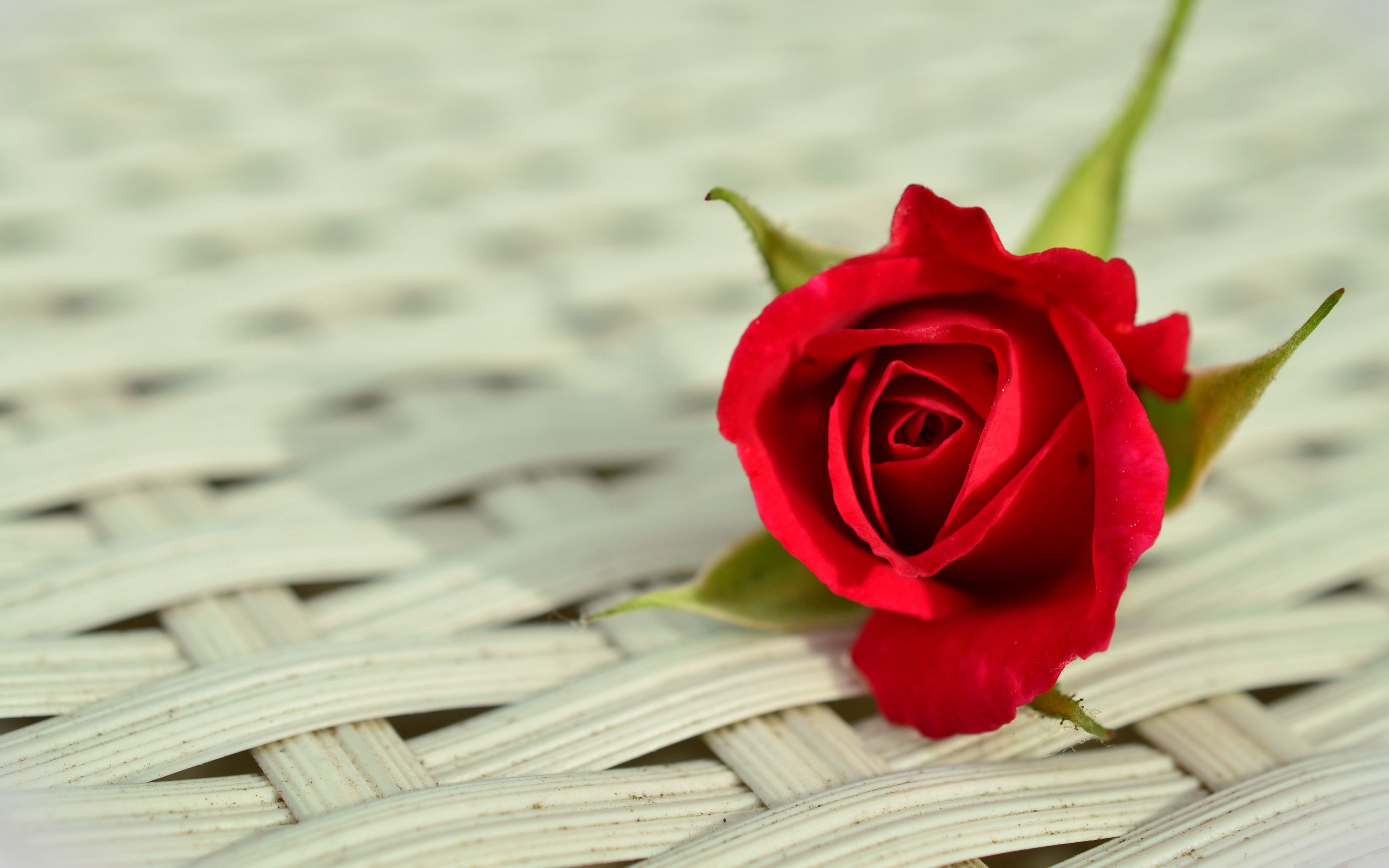 Rose Propose Wallpapers - Wallpaper Cave
