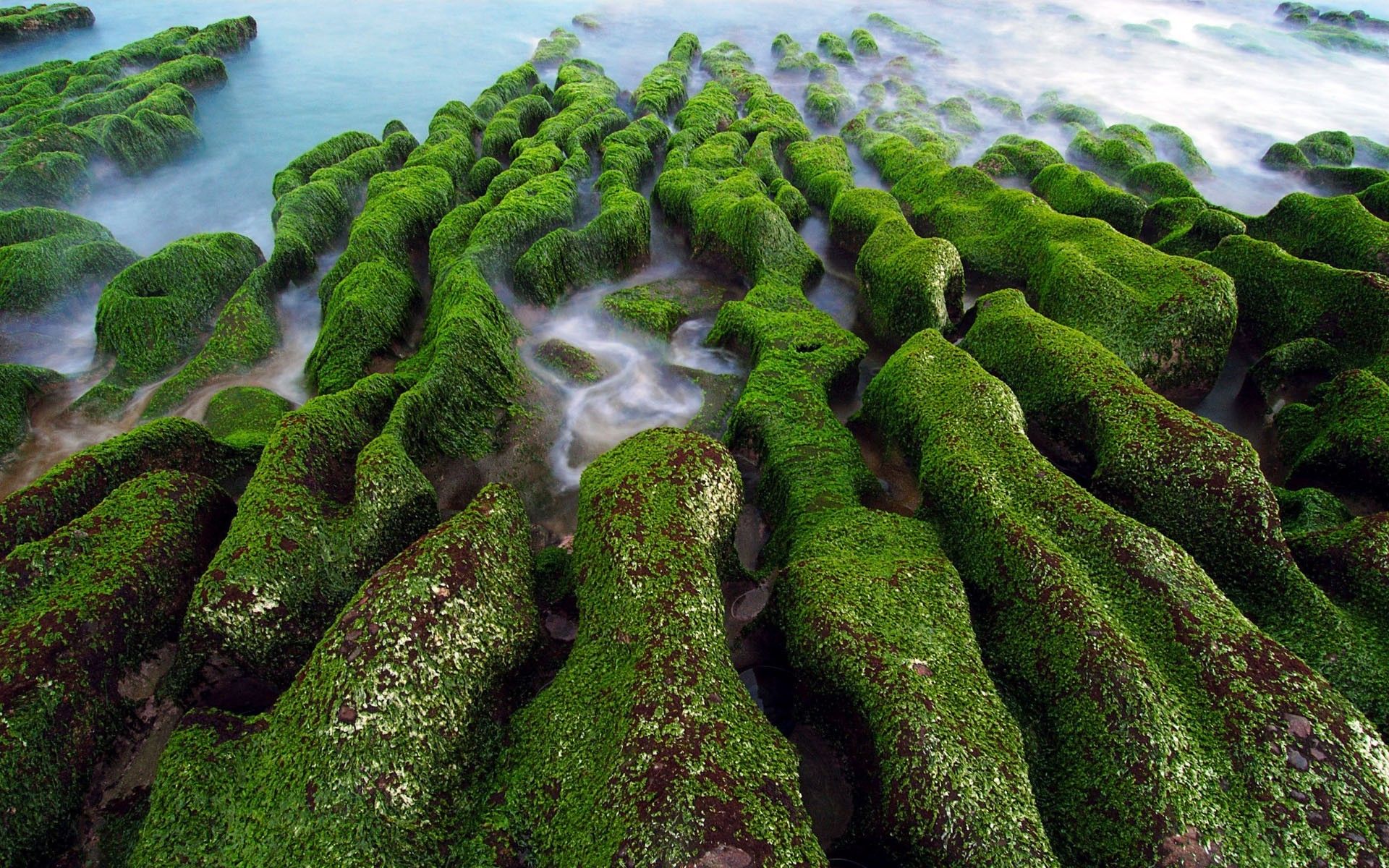 Algae Wallpapers - Wallpaper Cave