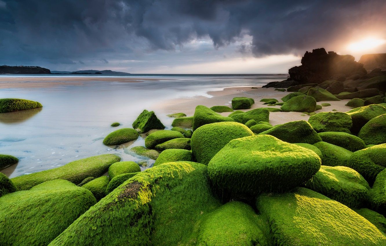 Algae Wallpapers - Wallpaper Cave