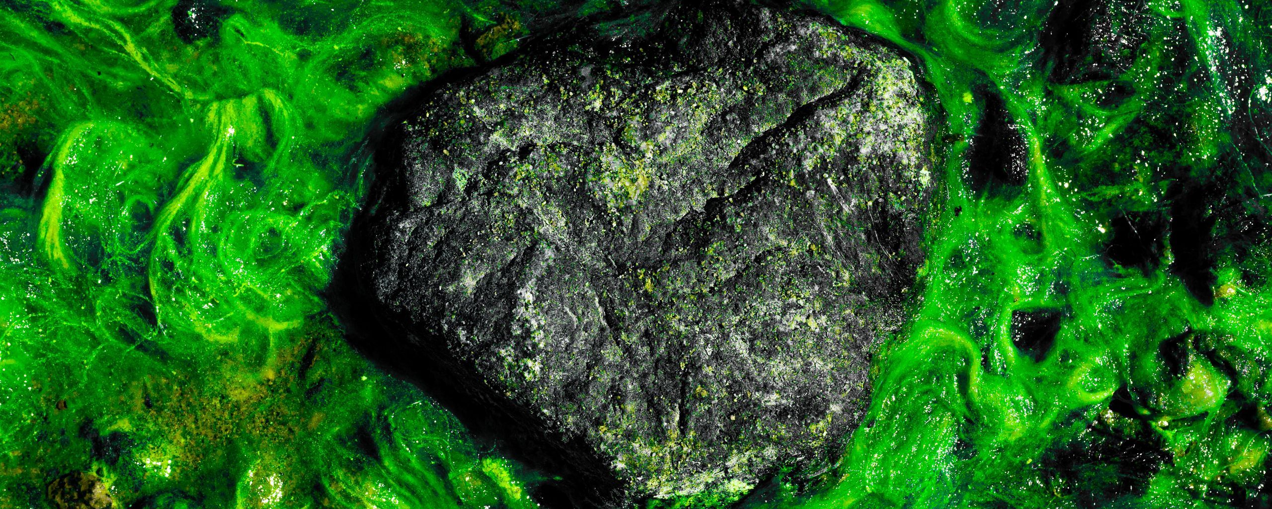 Algae Wallpapers - Wallpaper Cave