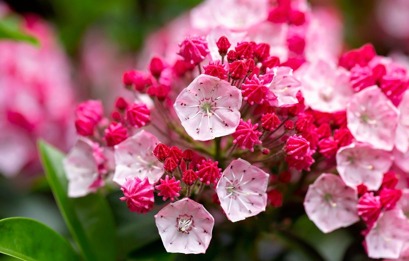 Kalmia Wallpapers - Wallpaper Cave