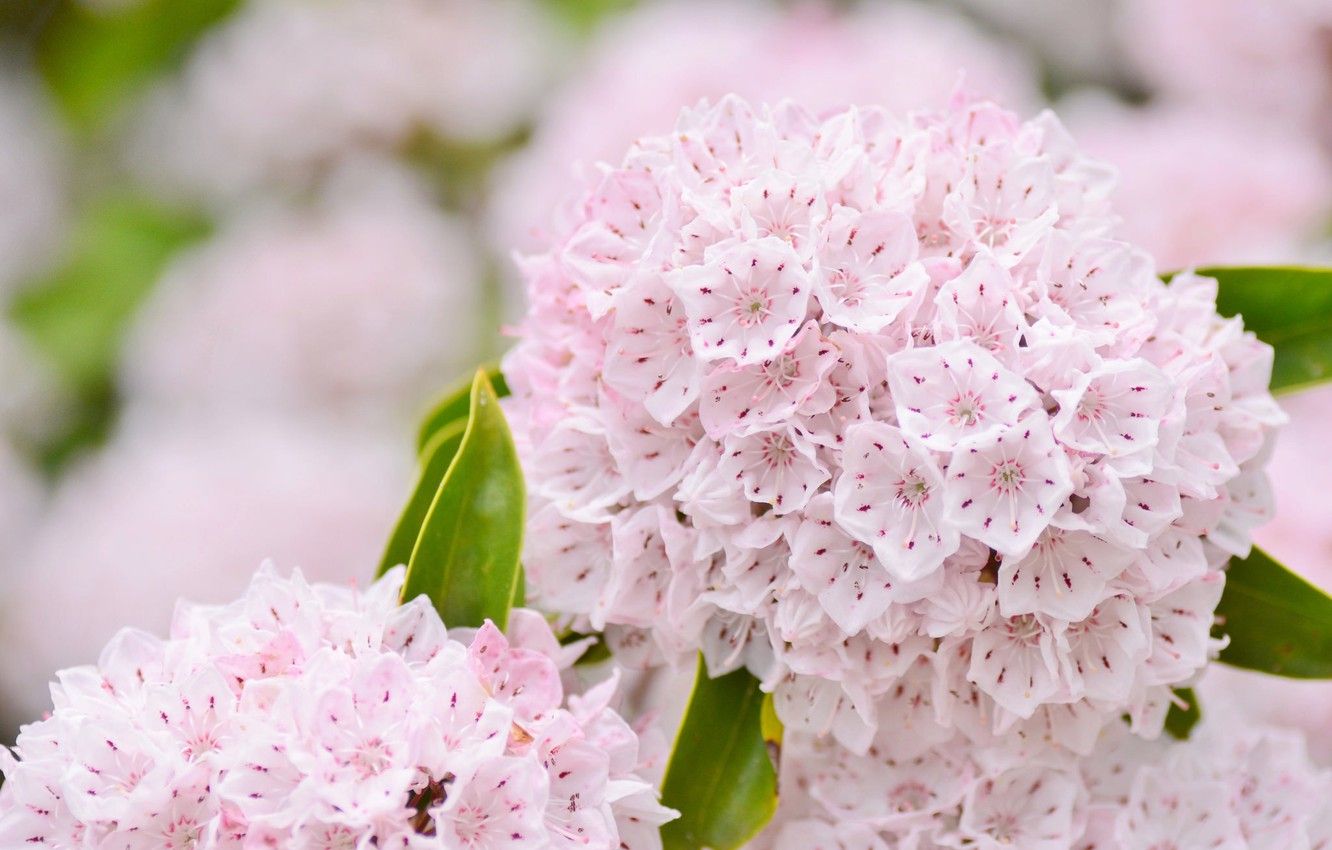 Kalmia Wallpapers - Wallpaper Cave