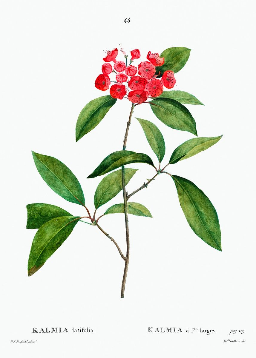 Kalmia Wallpapers - Wallpaper Cave