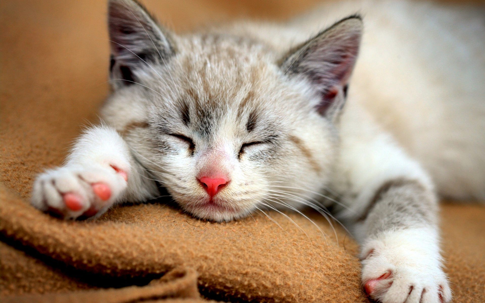 Sleepy Cats Wallpapers - Wallpaper Cave