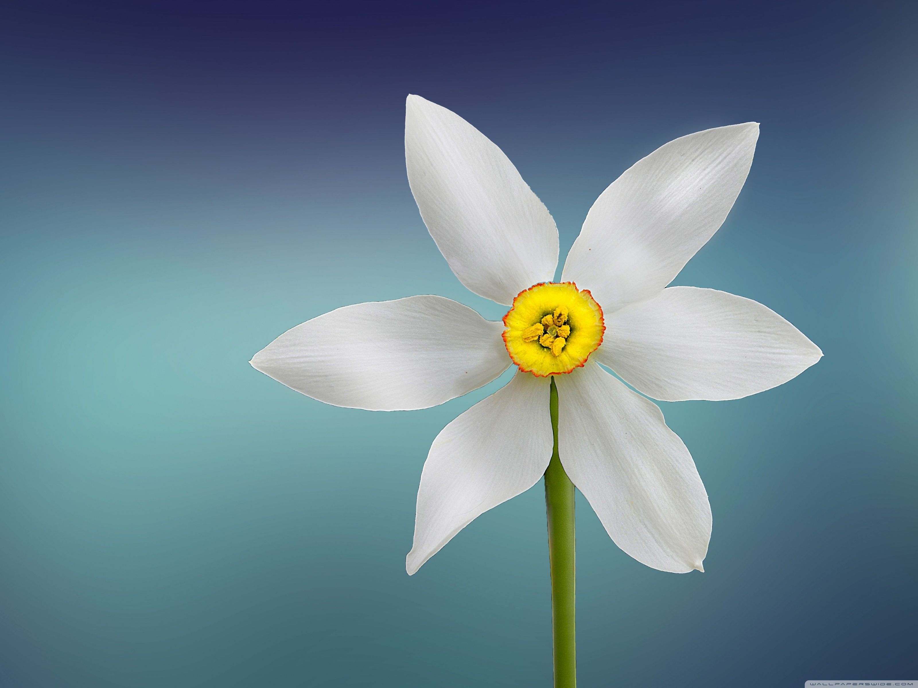 Purity Wallpapers - Wallpaper Cave