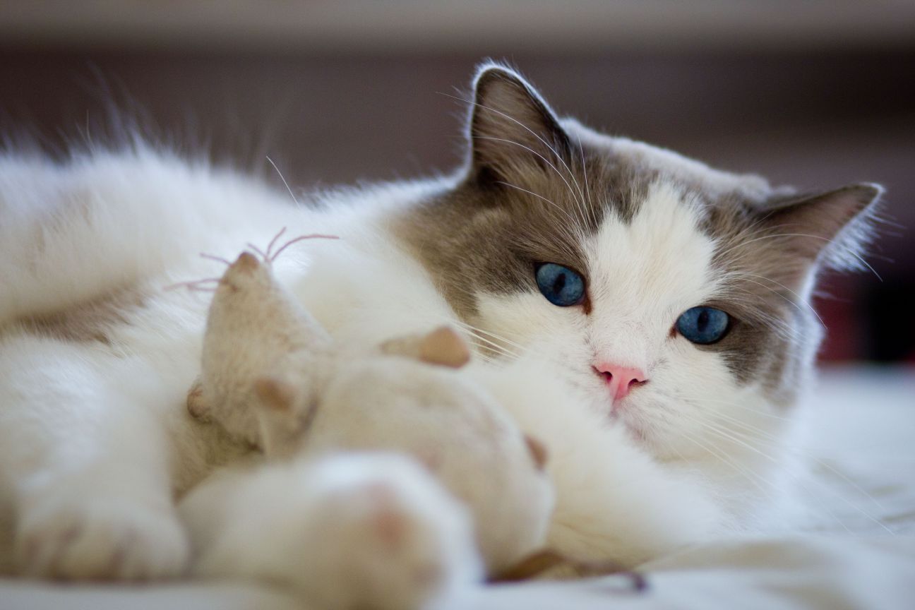 Ragdoll Cat Wallpapers Wallpaper Cave