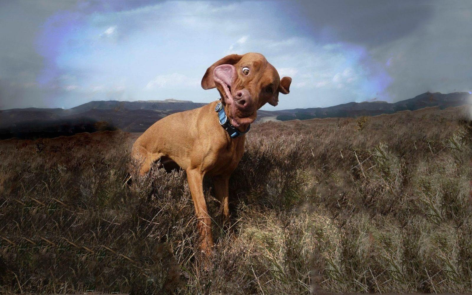 Crazy Dogs Wallpapers - Wallpaper Cave