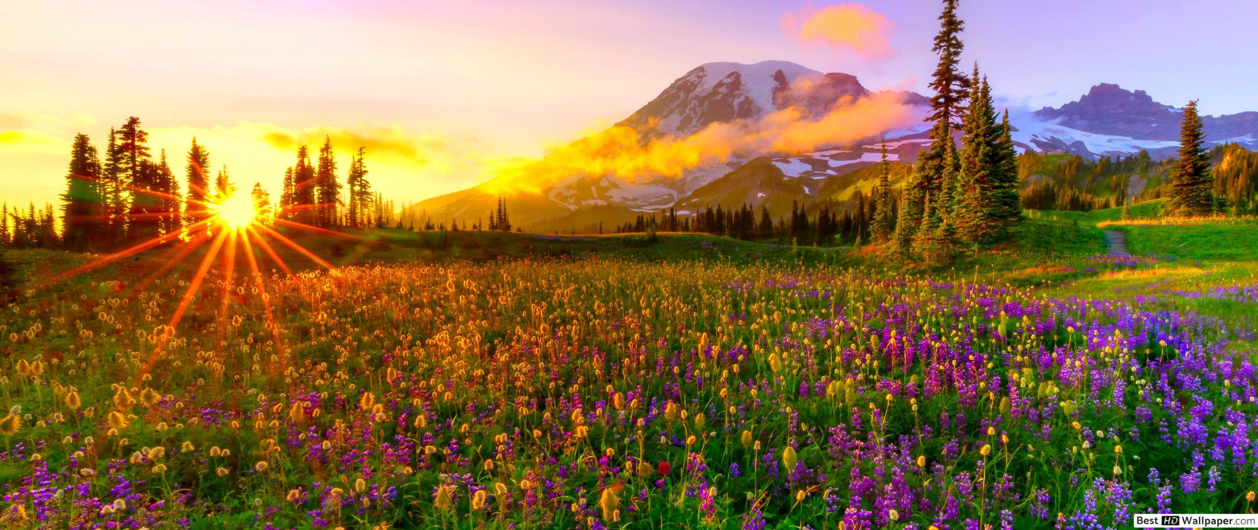 2560x1080 Spring Wallpapers - Wallpaper Cave