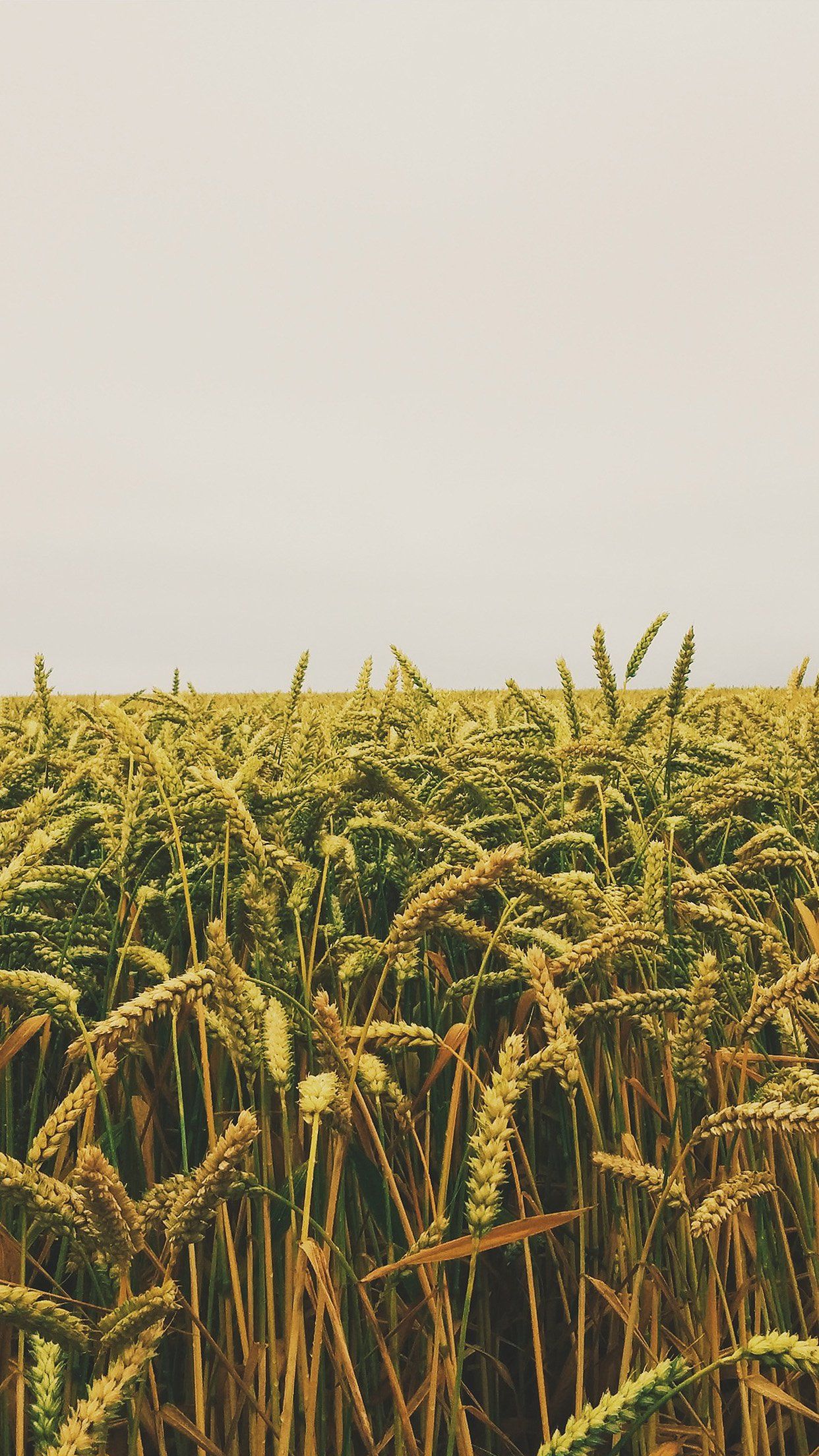 Rice Field Android HD Wallpapers - Wallpaper Cave