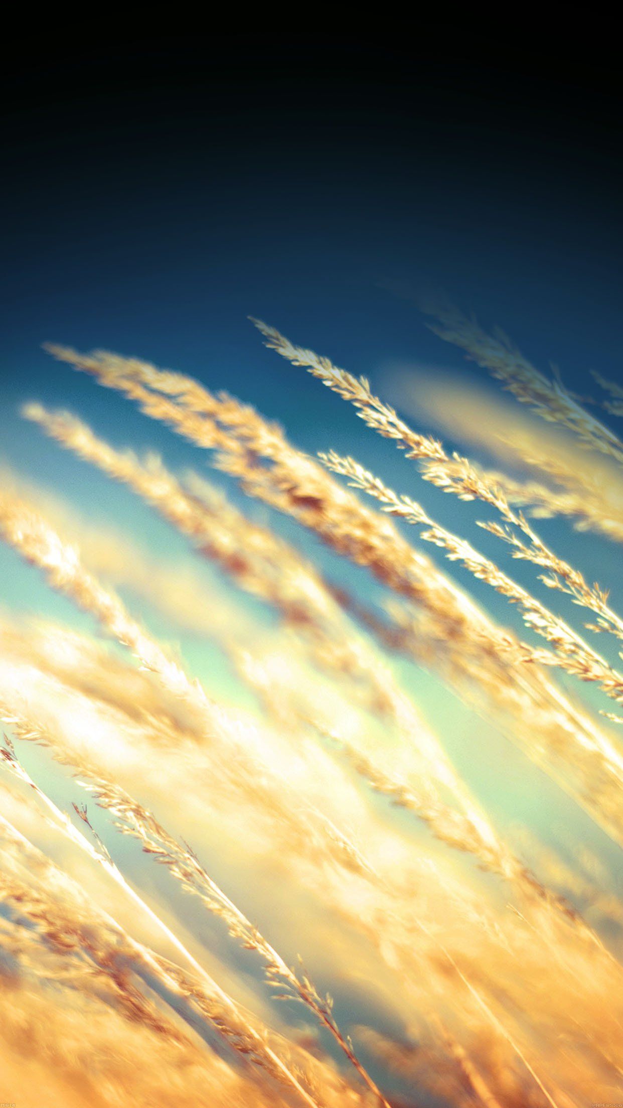 Rice Android HD Wallpapers - Wallpaper Cave