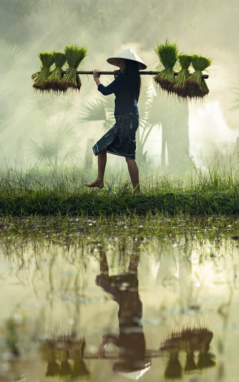 Rice Android HD Wallpapers - Wallpaper Cave