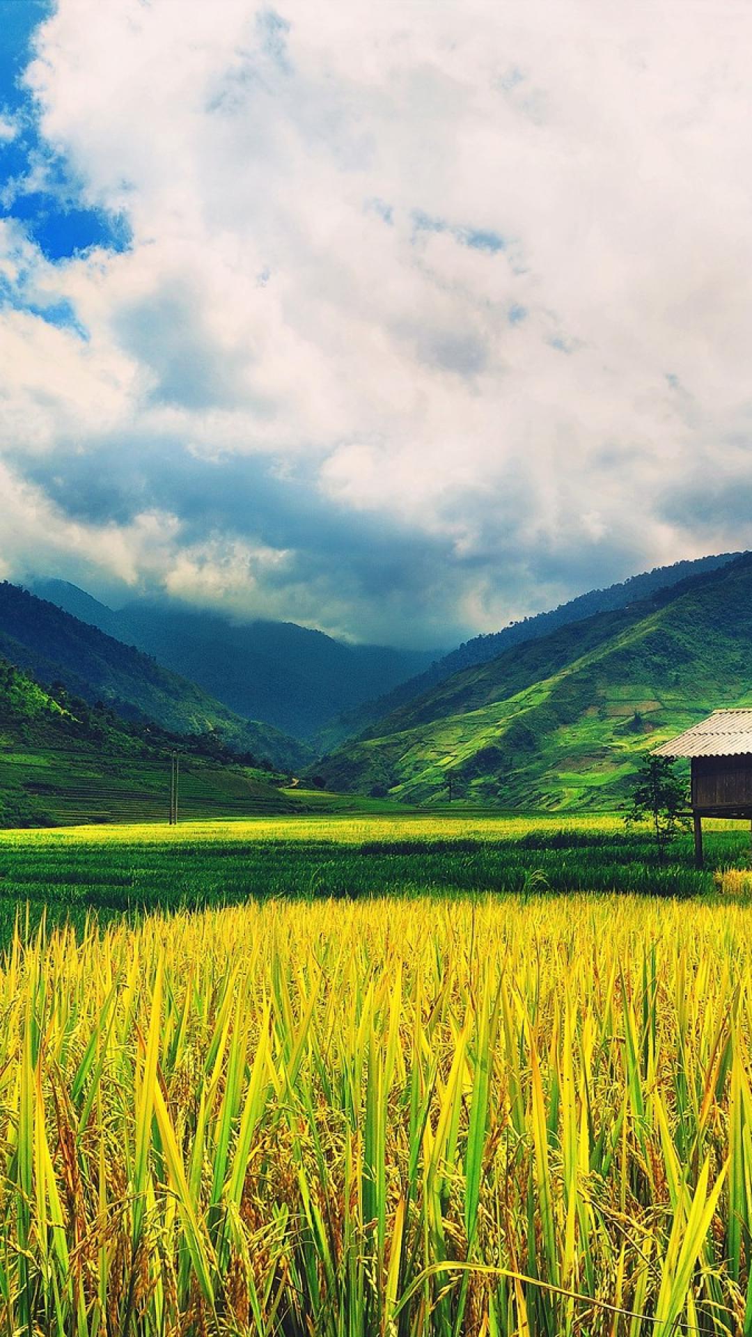 Rice Field Android HD Wallpapers - Wallpaper Cave