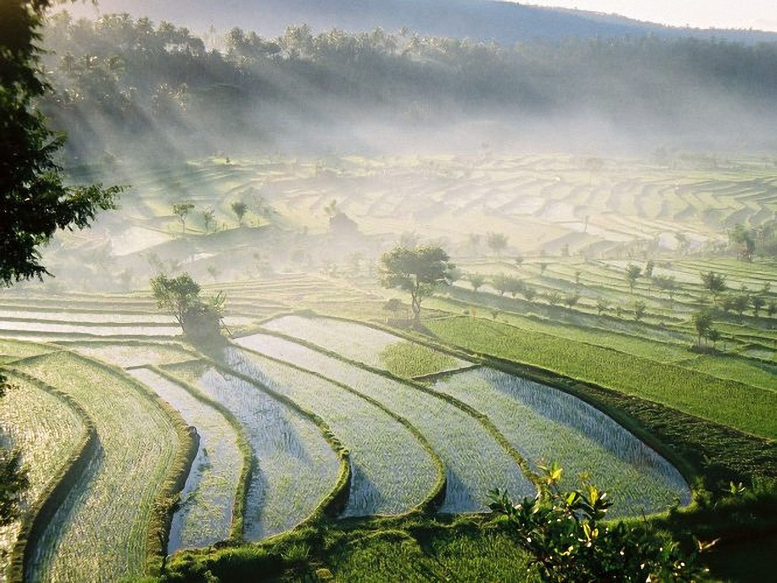 Rice Field View Wallpapers - Wallpaper Cave