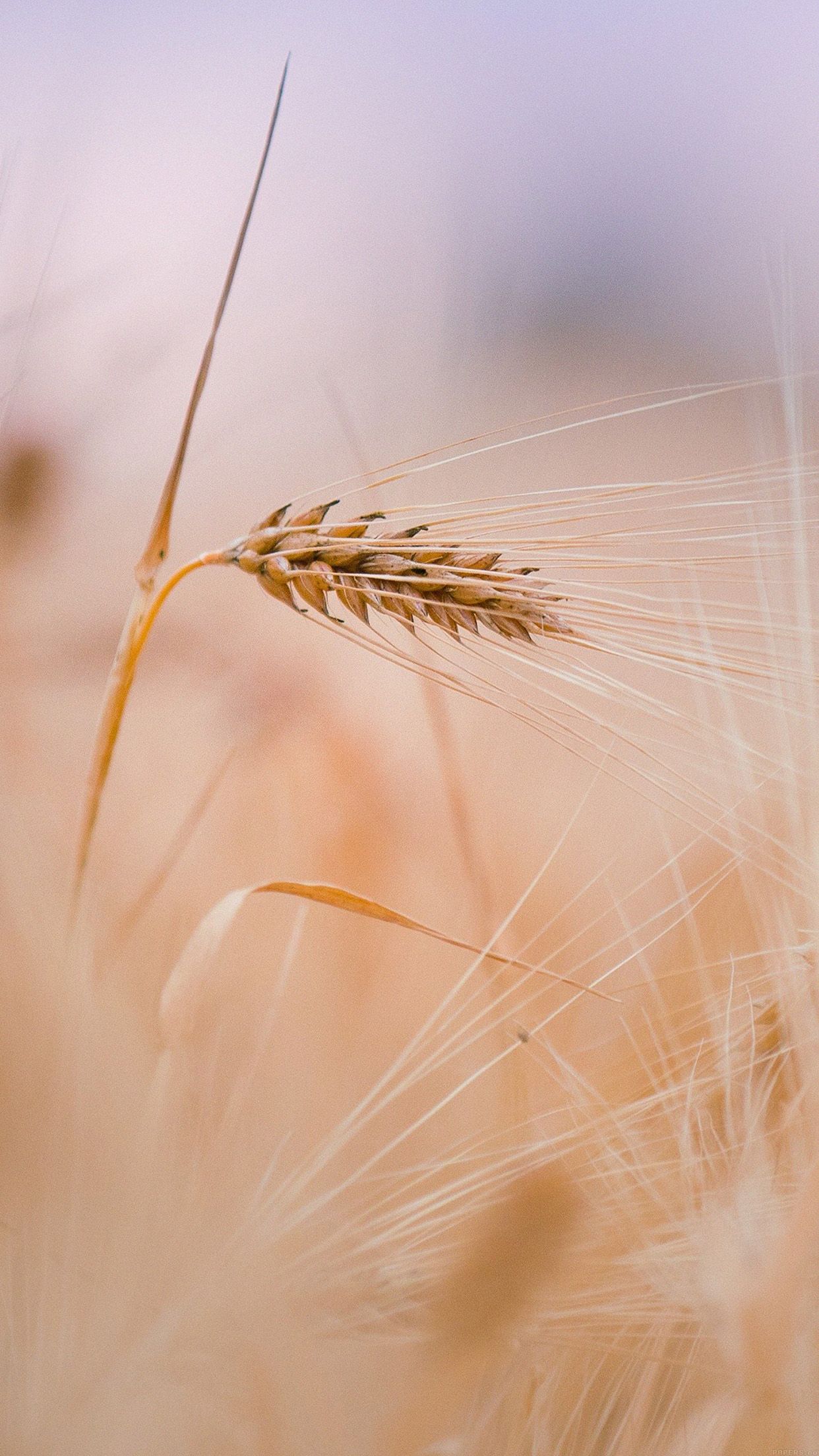 Rice Android HD Wallpapers - Wallpaper Cave