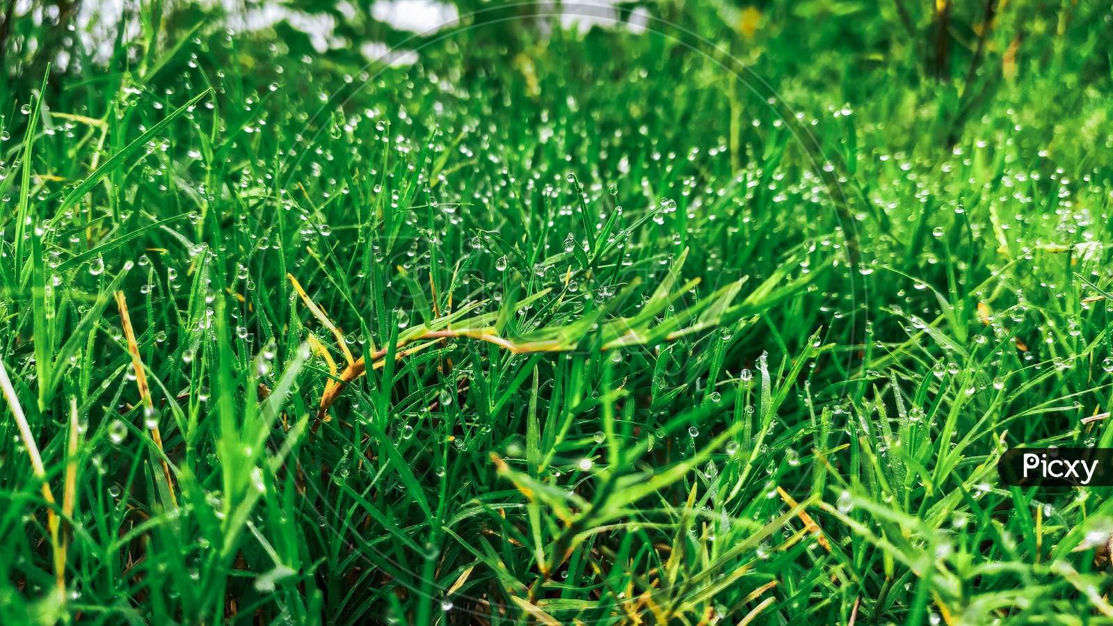 Winter Morning Grass Wallpapers - Wallpaper Cave