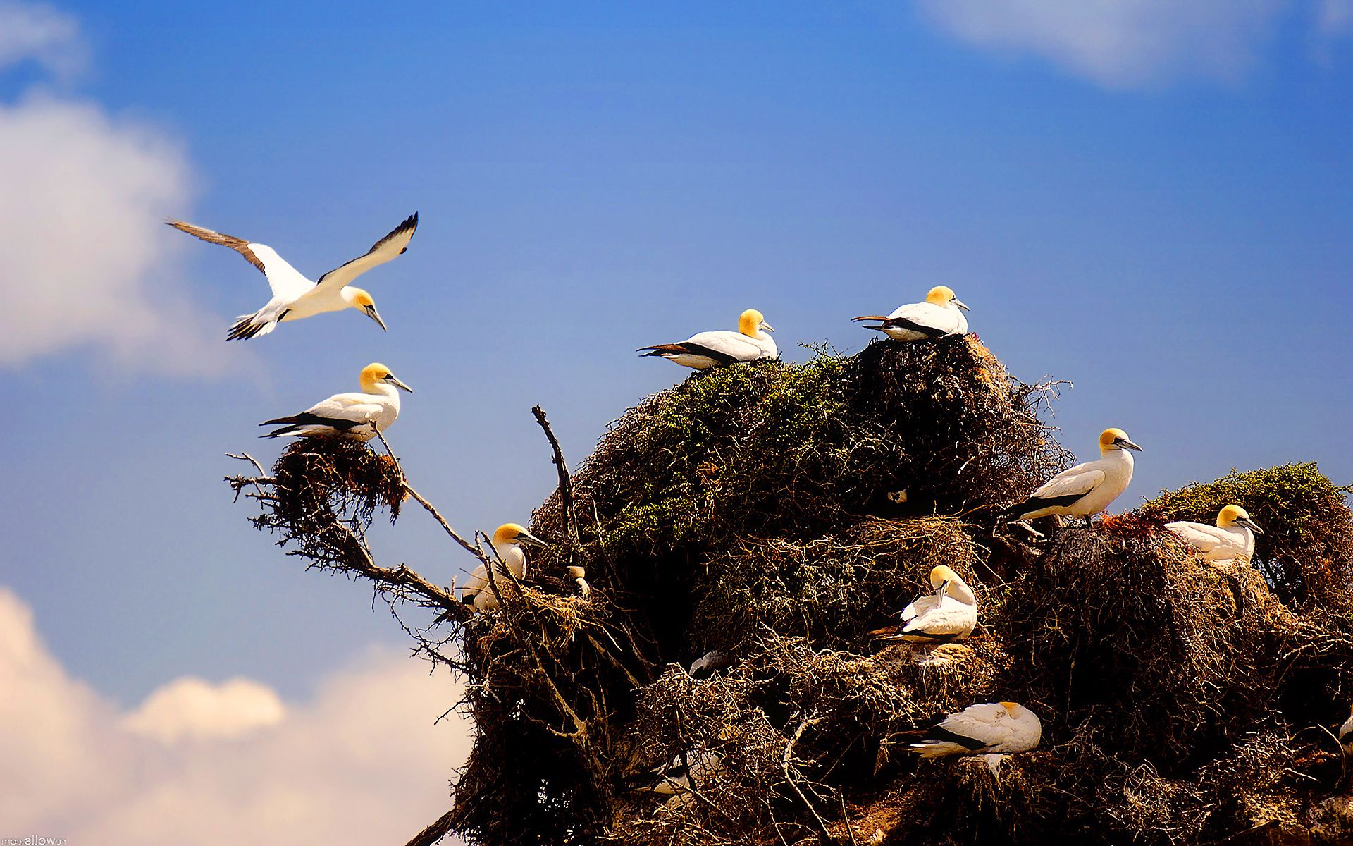 Bird Nest Wallpapers - Wallpaper Cave