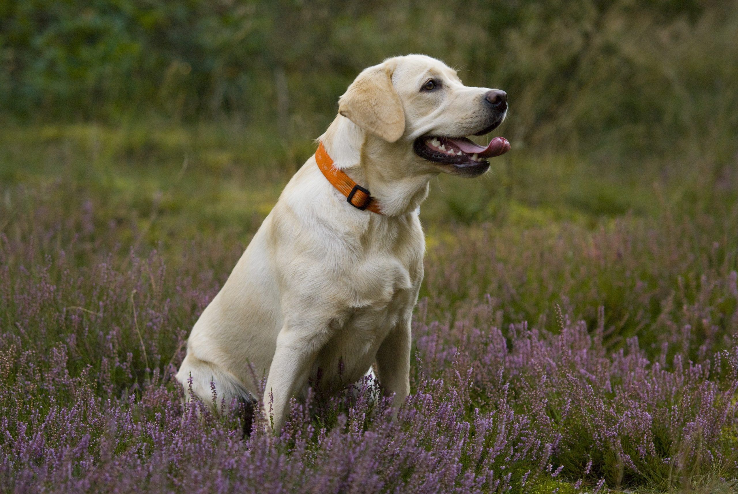 Yellow Lab Dog Wallpapers - Wallpaper Cave