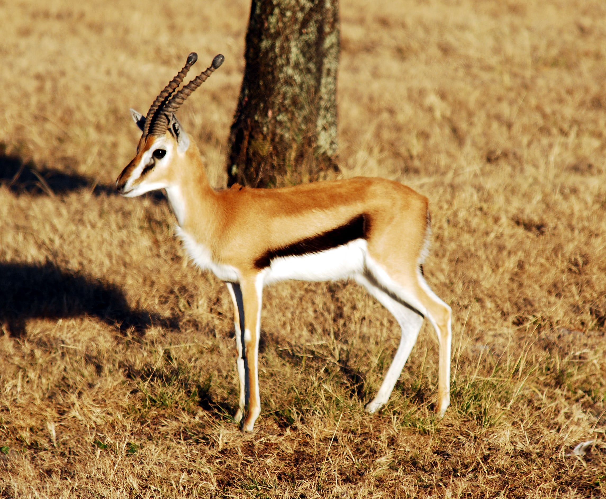 Springbok HD Wallpapers - Wallpaper Cave