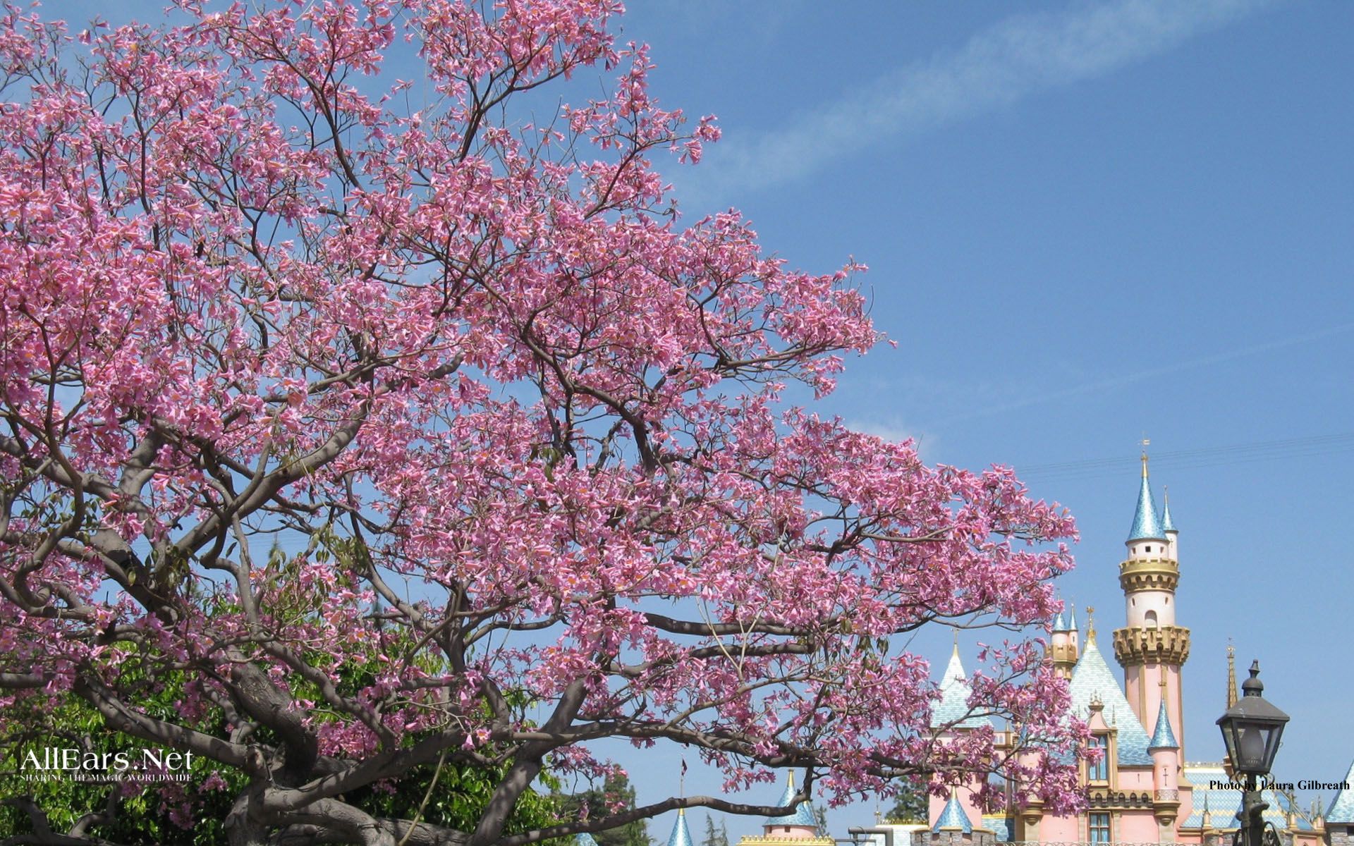 Magic Spring Wallpapers - Wallpaper Cave