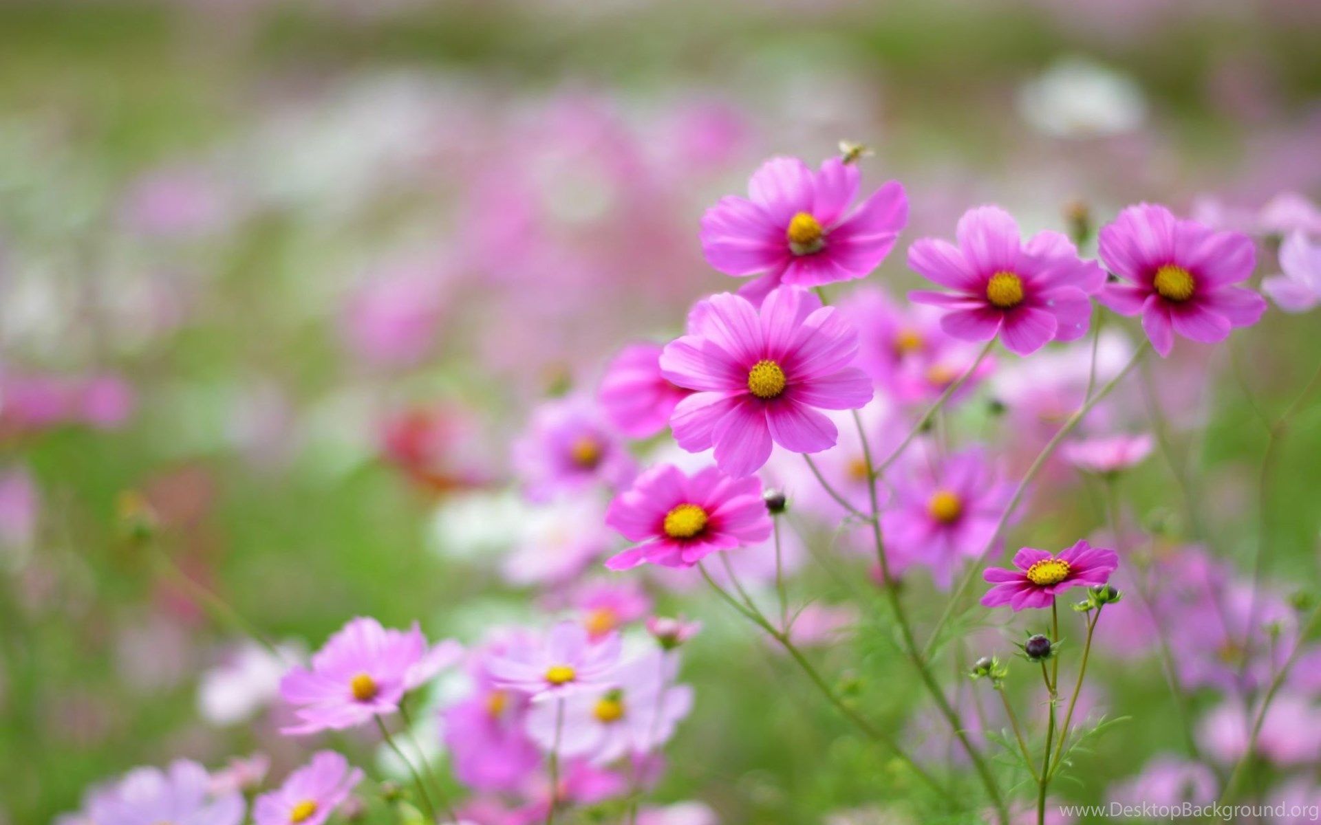 Vintage Spring Flowers Wallpapers - Wallpaper Cave